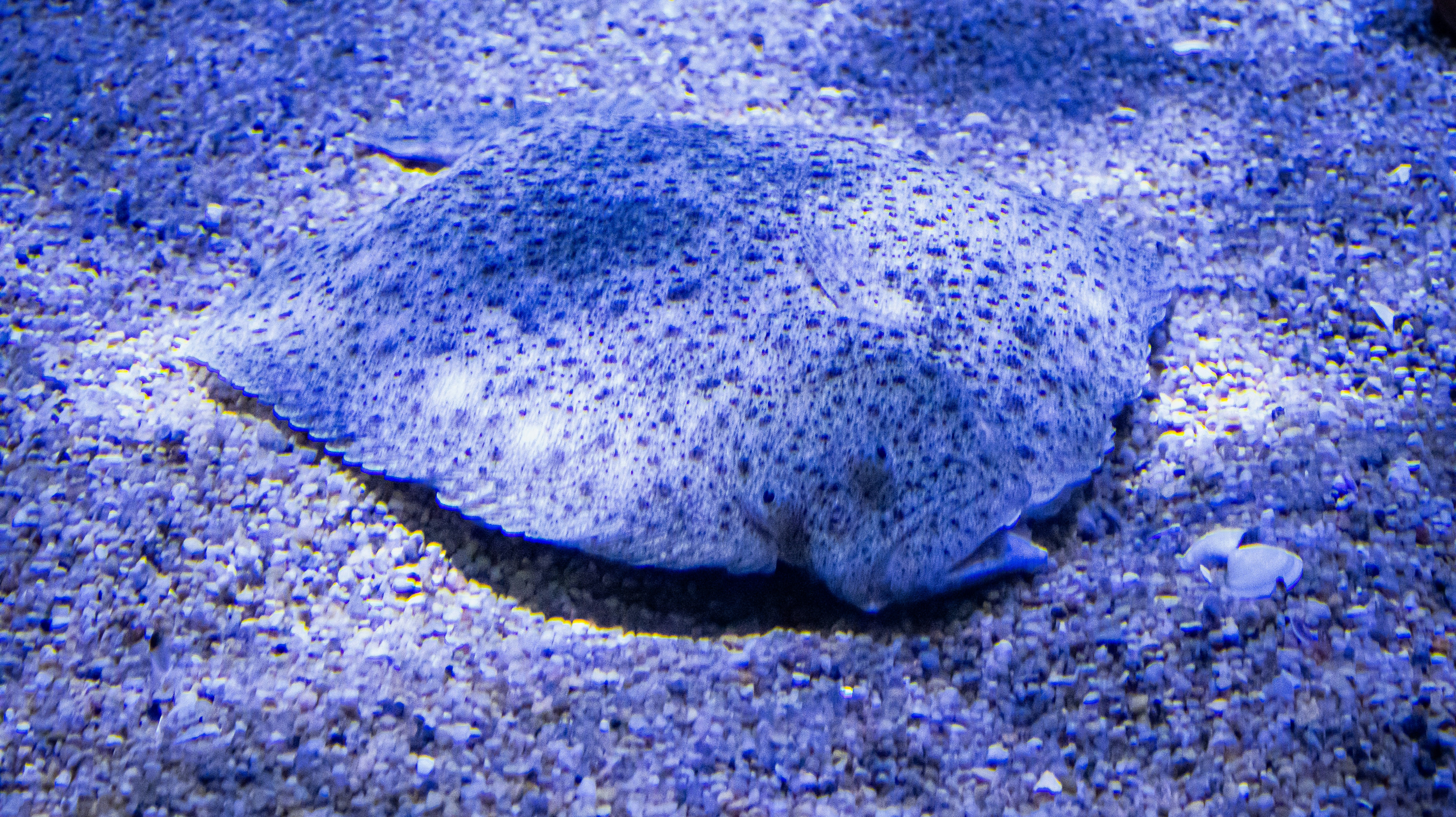 Blue Sand Reverie: A Stingray Reposes on a Speckled Ocean Floor