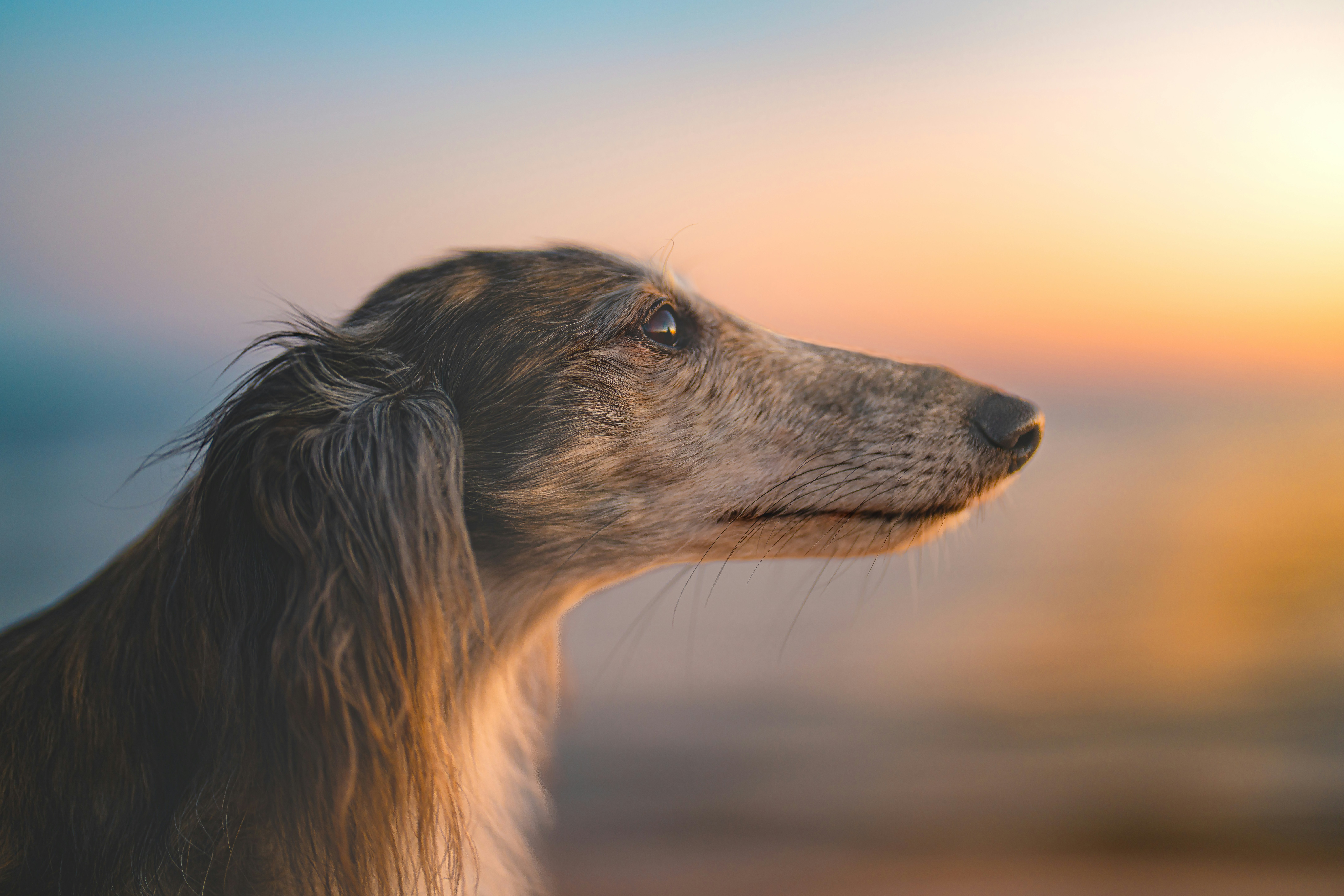 Profile of a dog gazing towards a vibrant sunset over the water.