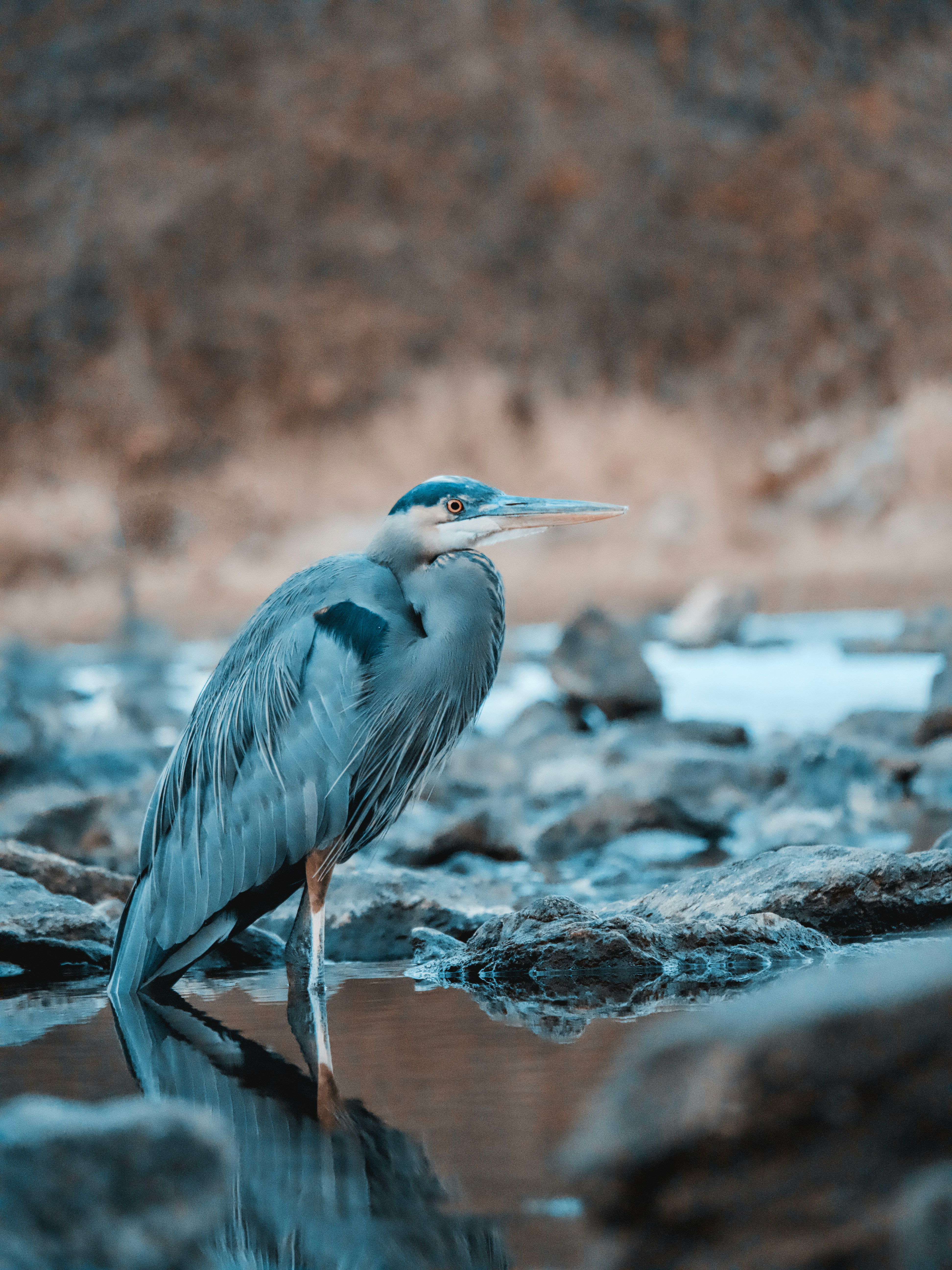Azure Heron in a Quiet Riverbed, Reflections on Wet Rocks