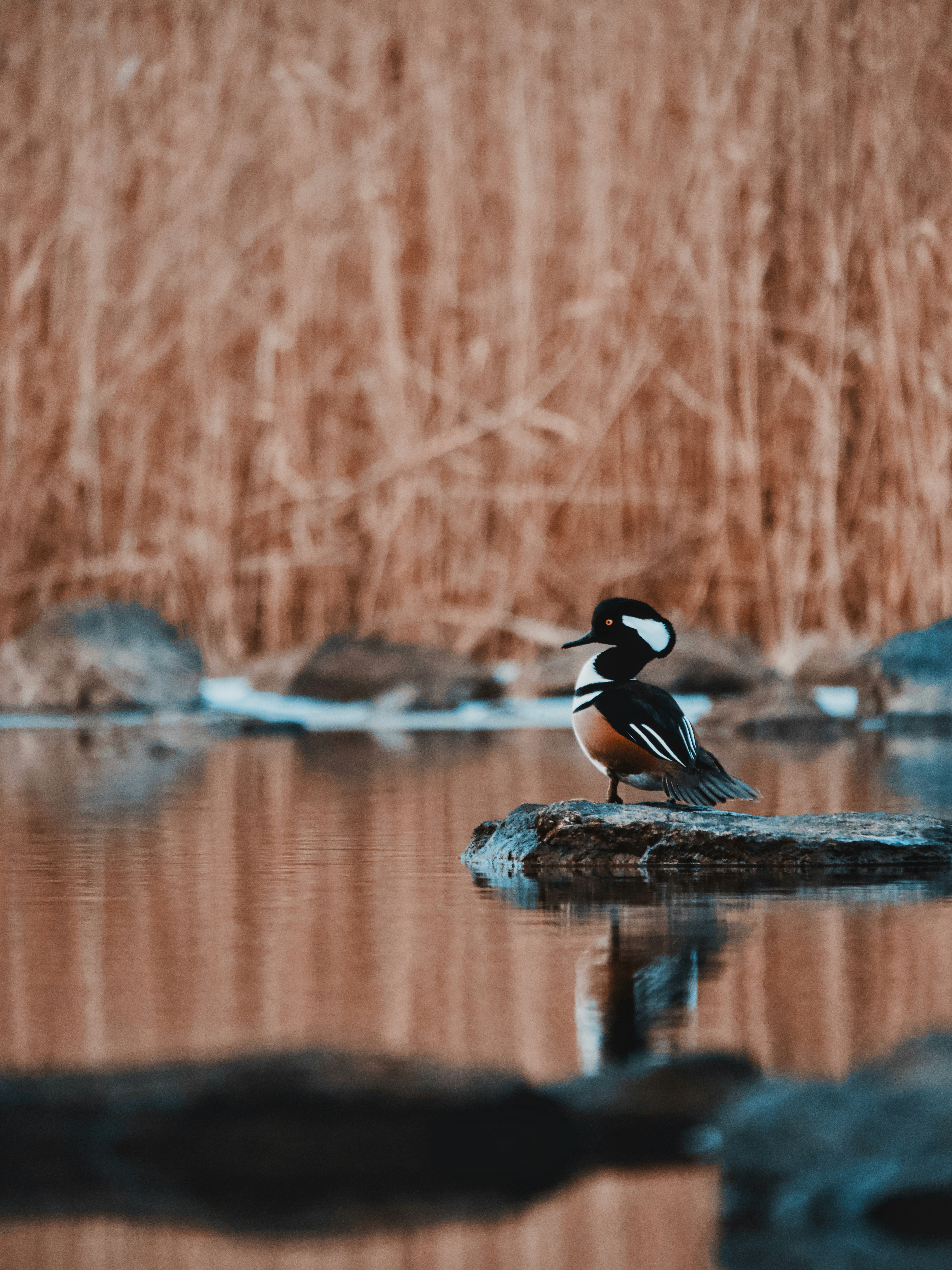 Duck perched on a rock in a tranquil pond surrounded by tall, golden reeds.
