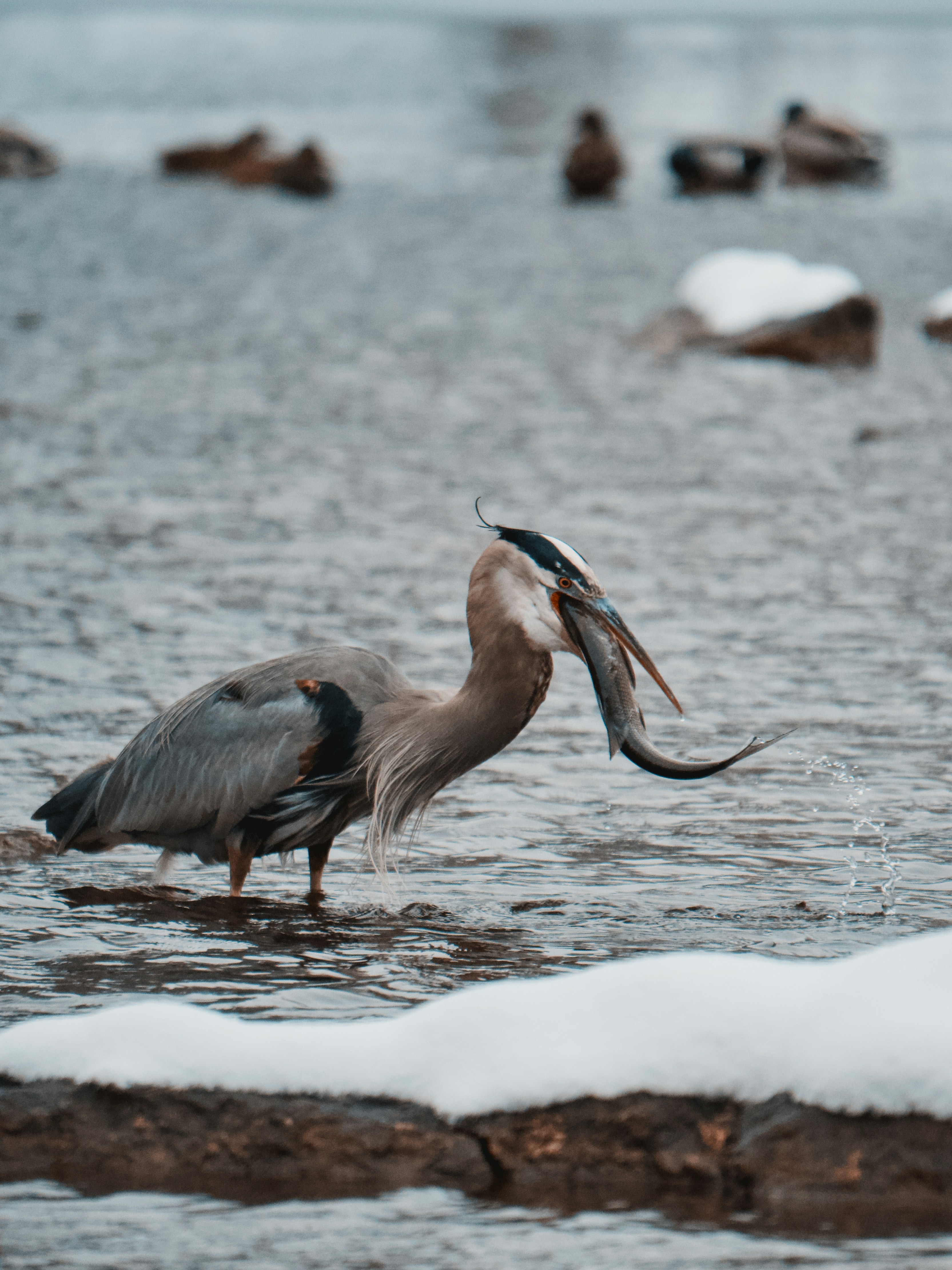 Heron catching a fish in a snowy river with ducks in the background.