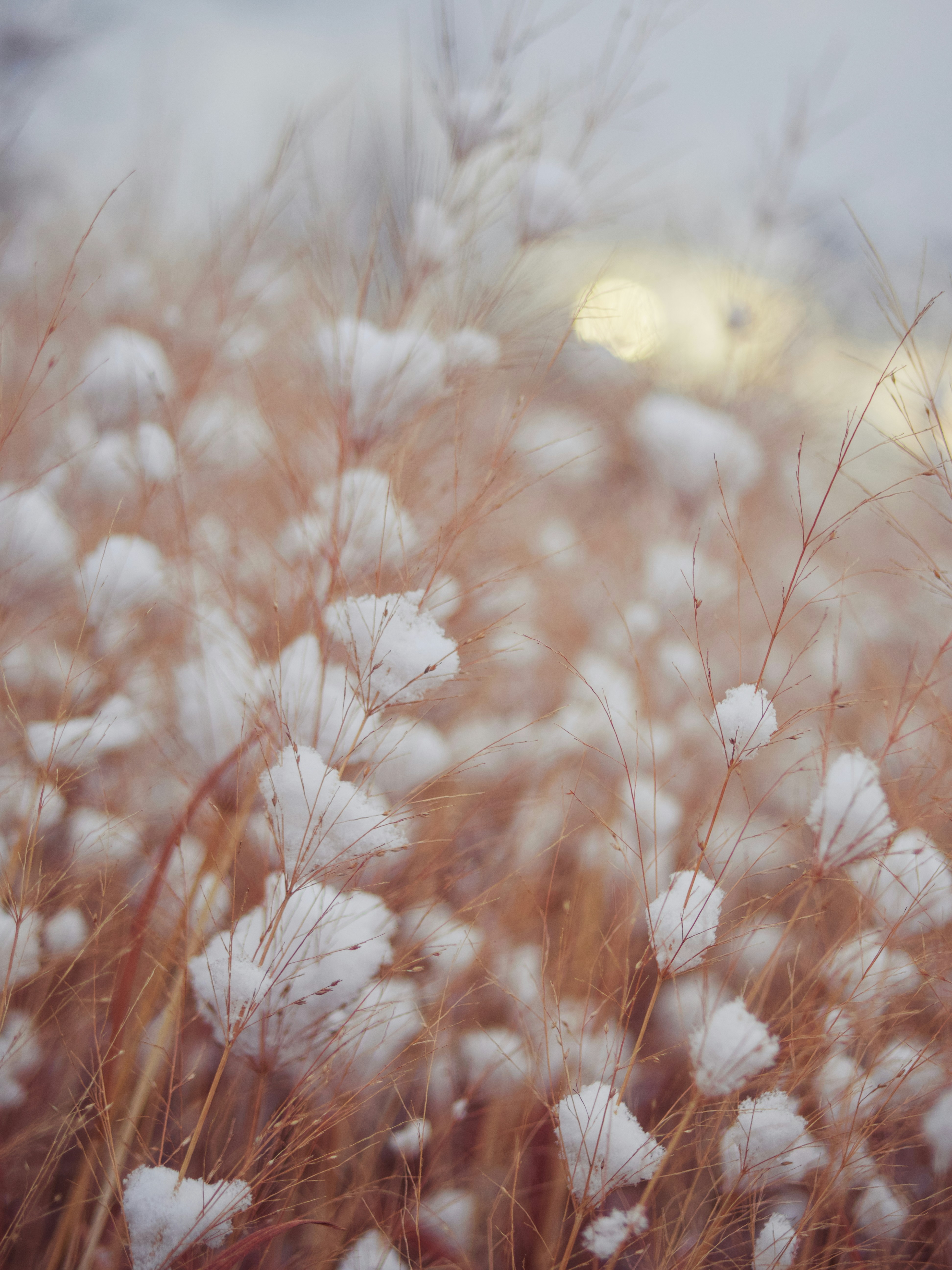 Soft cotton tufts among brown grasses on a misty day.