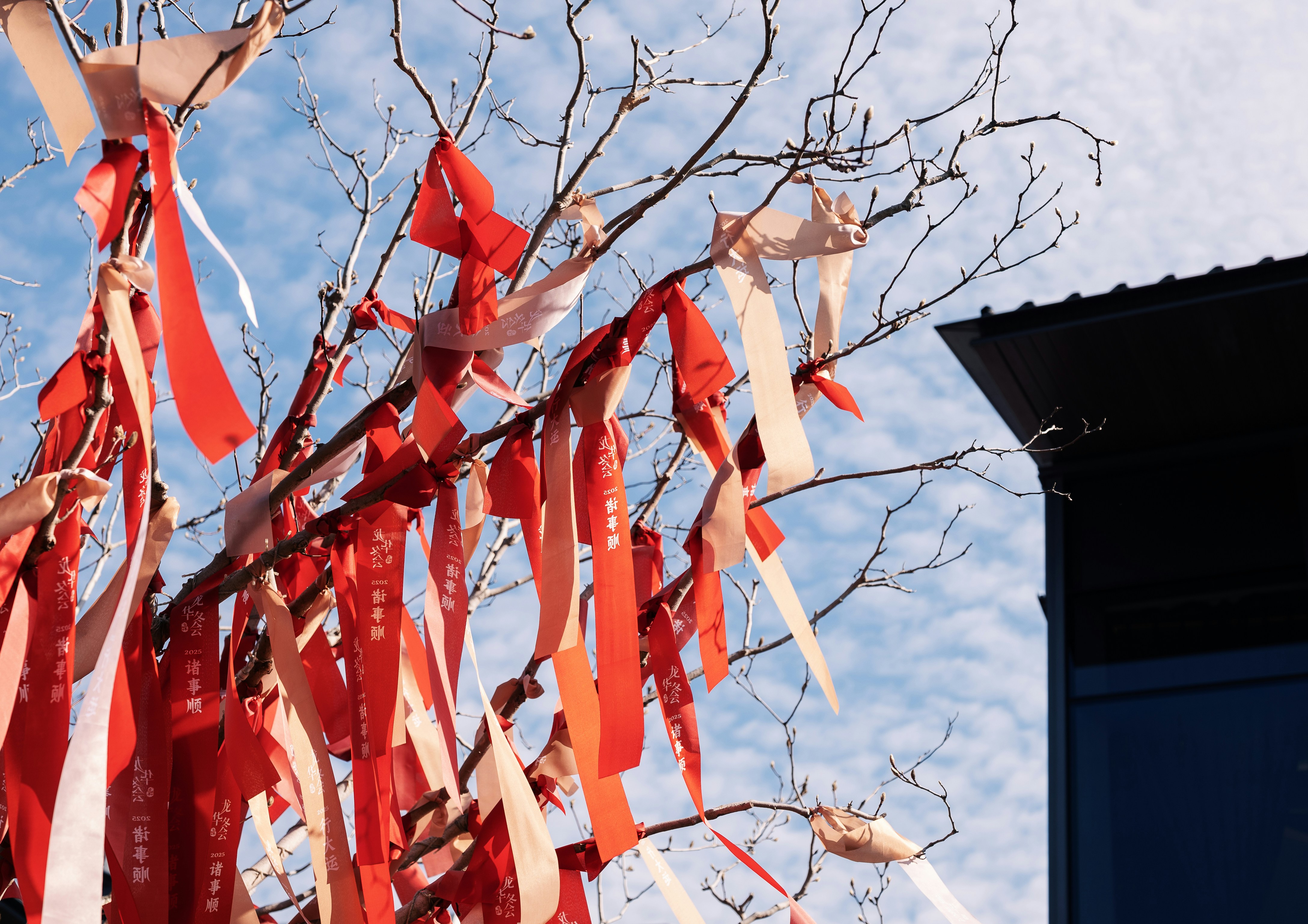 A bunch of red ribbons hanging from a tree photo – Free Building Image ...