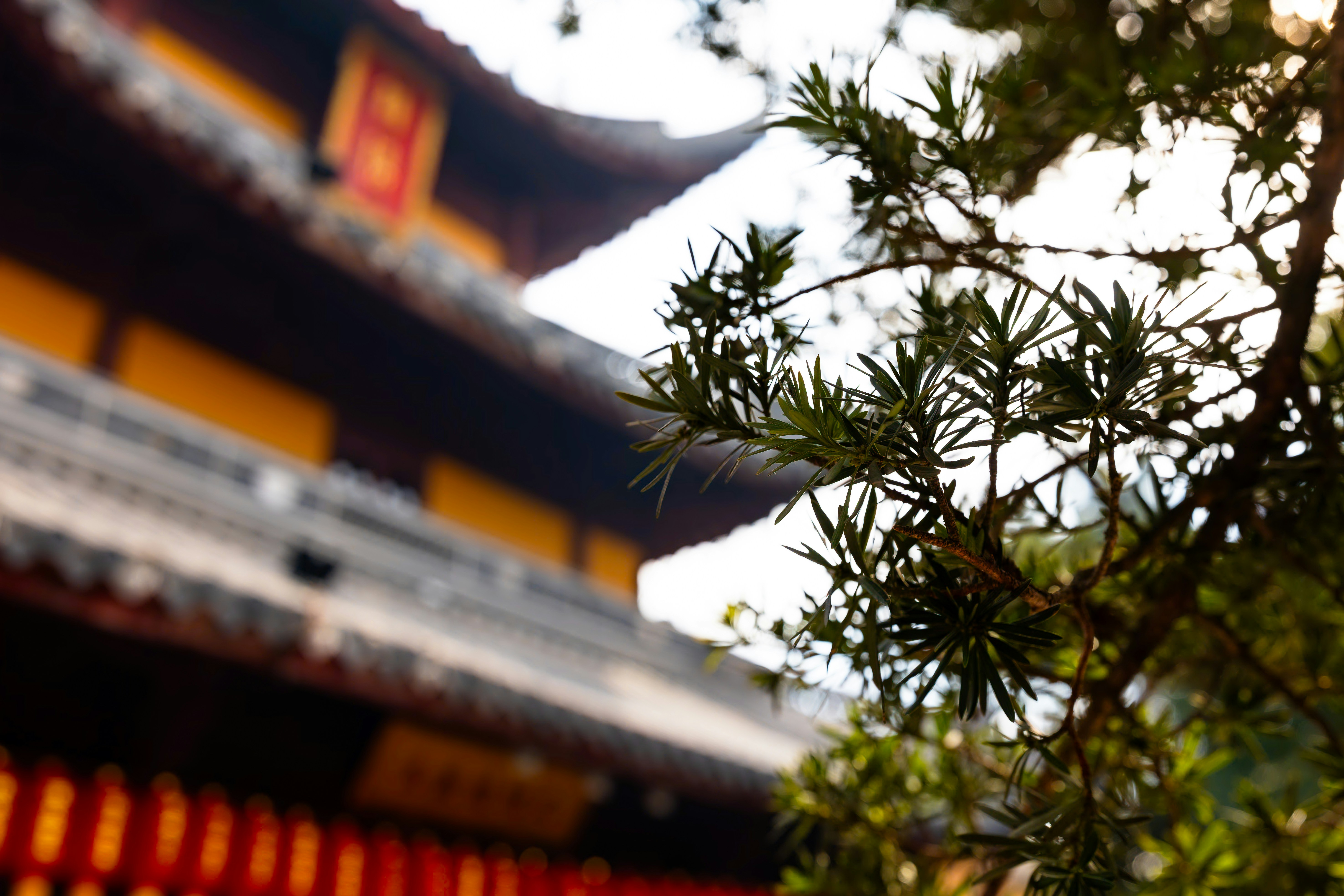 Branching Quiet: Chen Shou Temple in Focused Blur