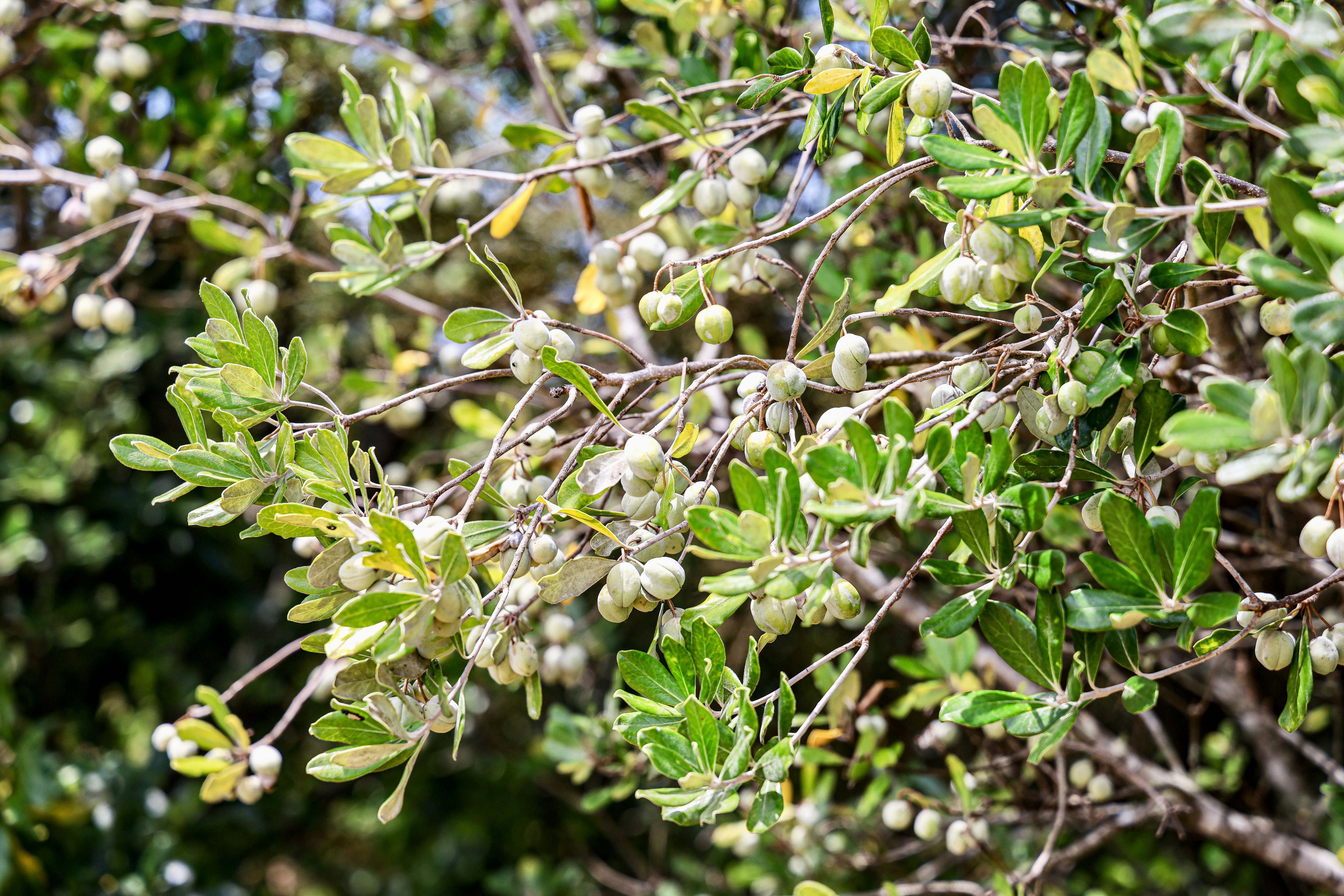 Verdant Beads Among Branches: Close-Up on a Shrub with Tiny Green Berries