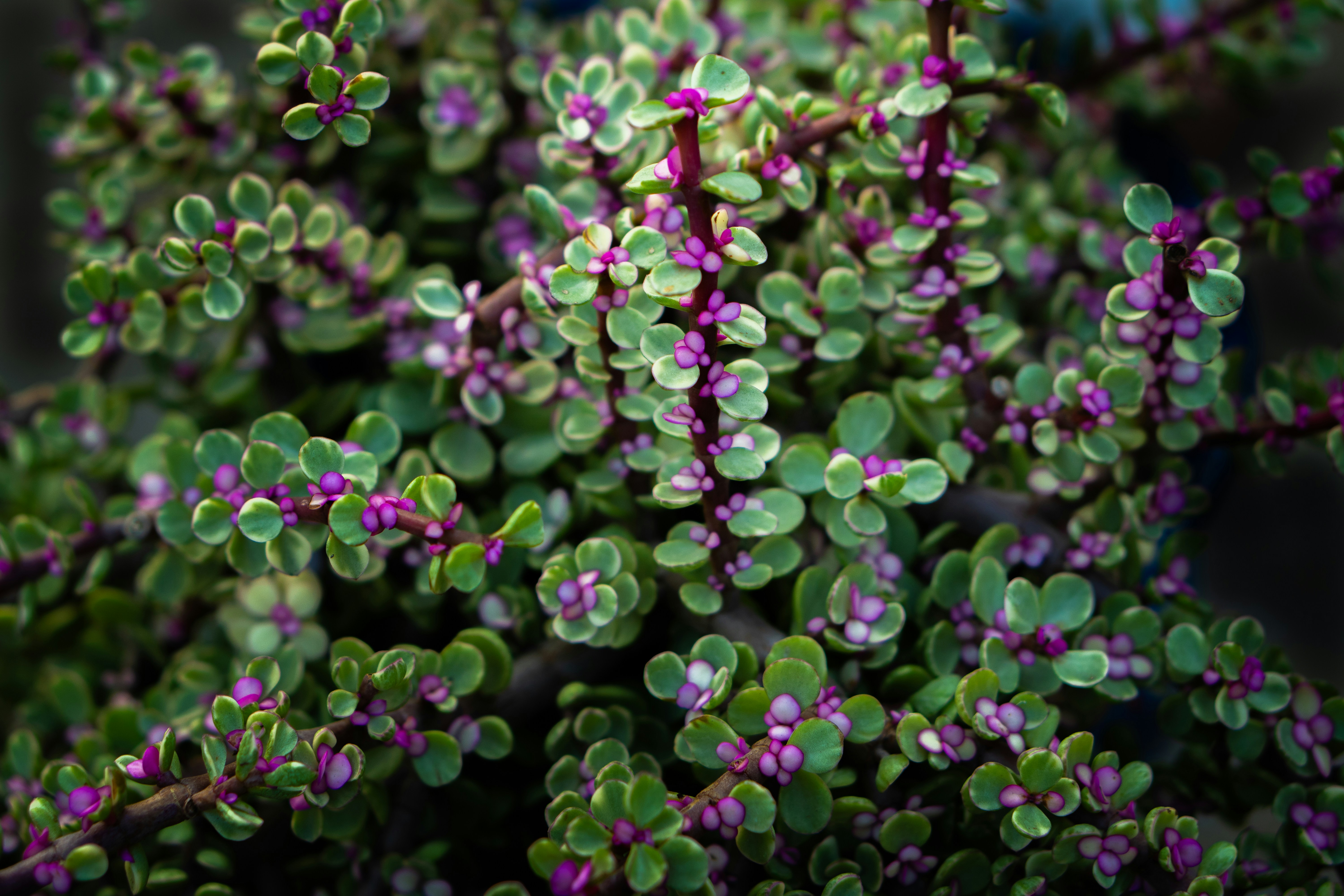 Emerald Beads, Purple Threads: A Macro Portrait of Foliage