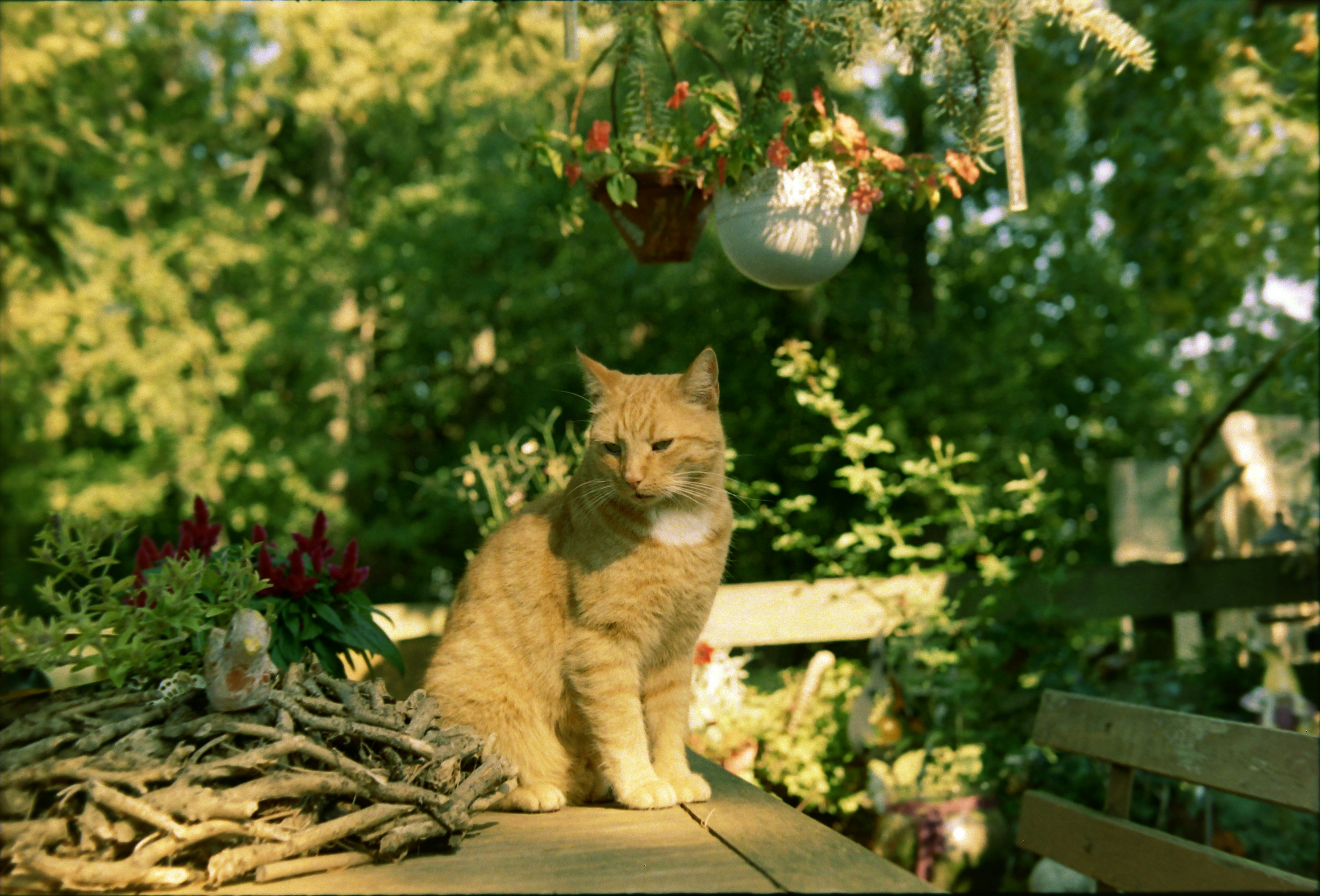 Sunlit Orange Tabby on a Garden Table Amid Hanging Planters