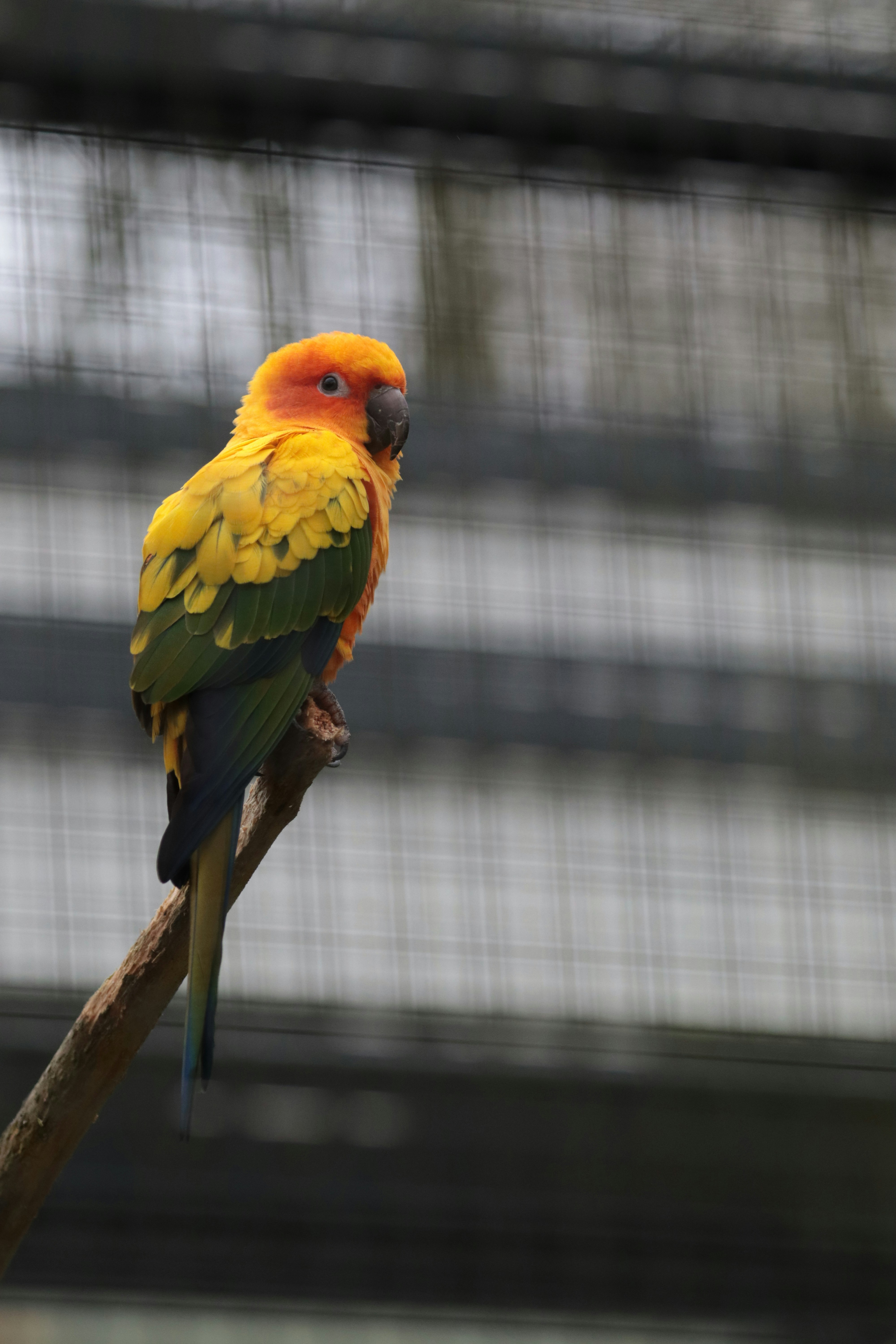Ember-Headed Parrot Perched in a Wire-Grid Aviary