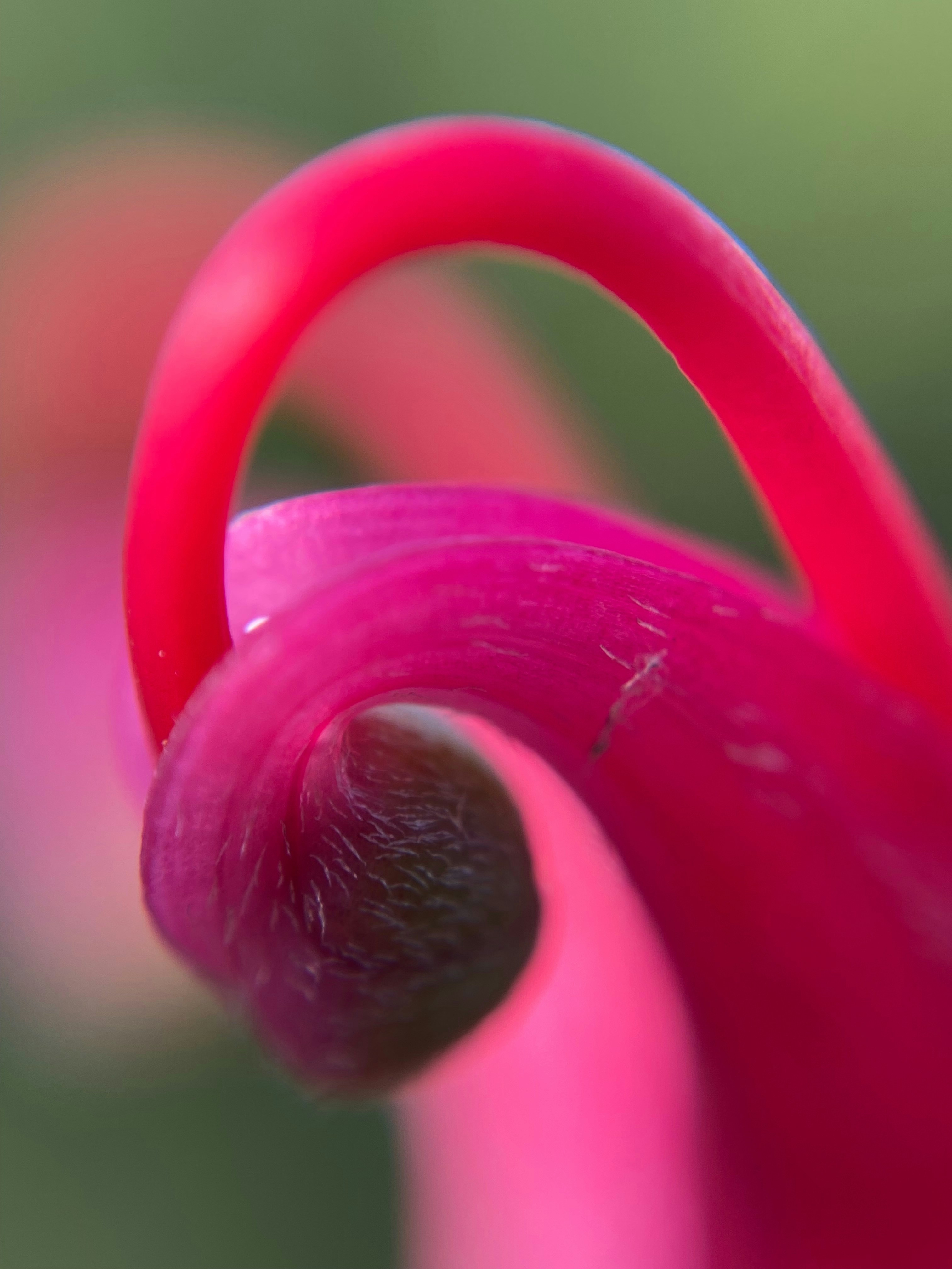 Crimson Loop: Macro Portrait of a Petal's Velvet Curl