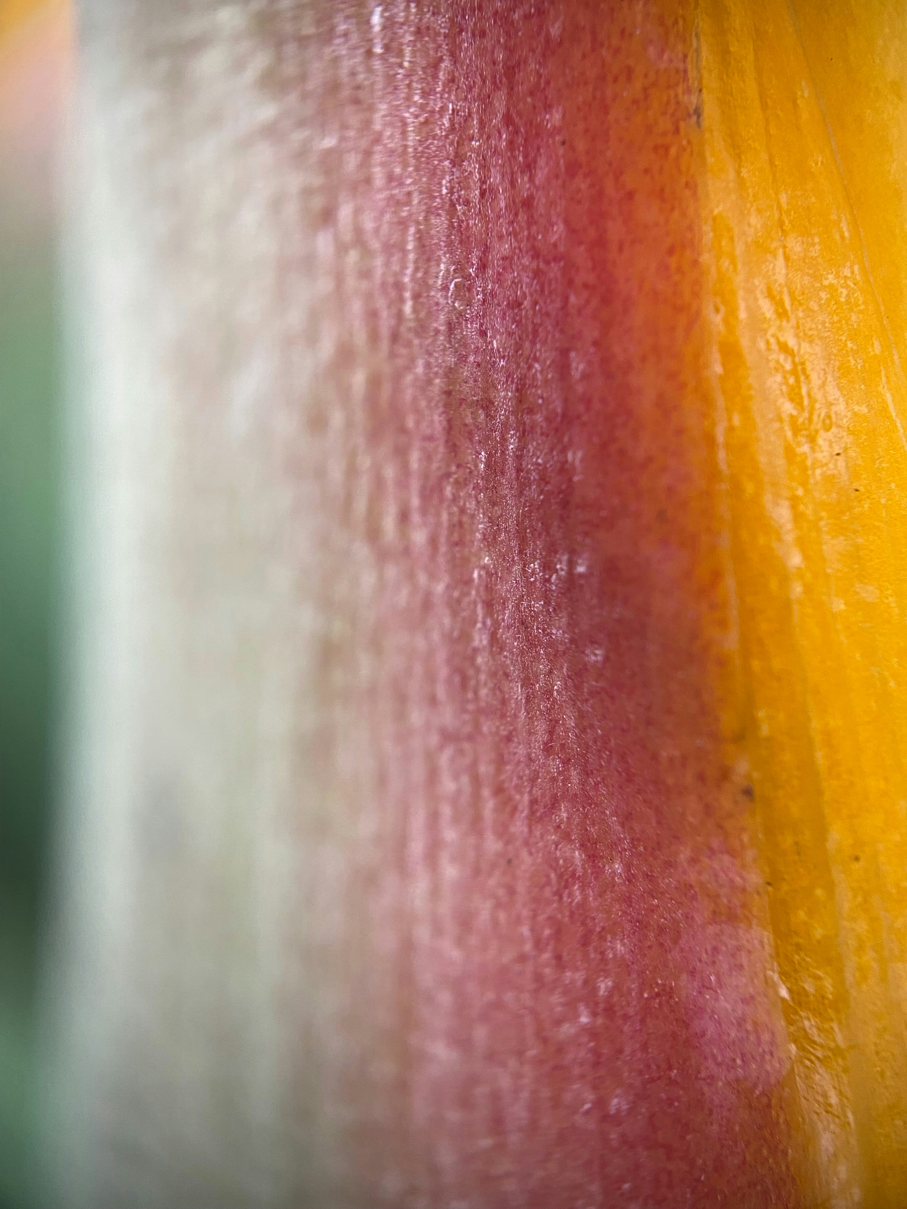 Chromatic Strata: Macro Portrait of a Rainbow Plant Stem