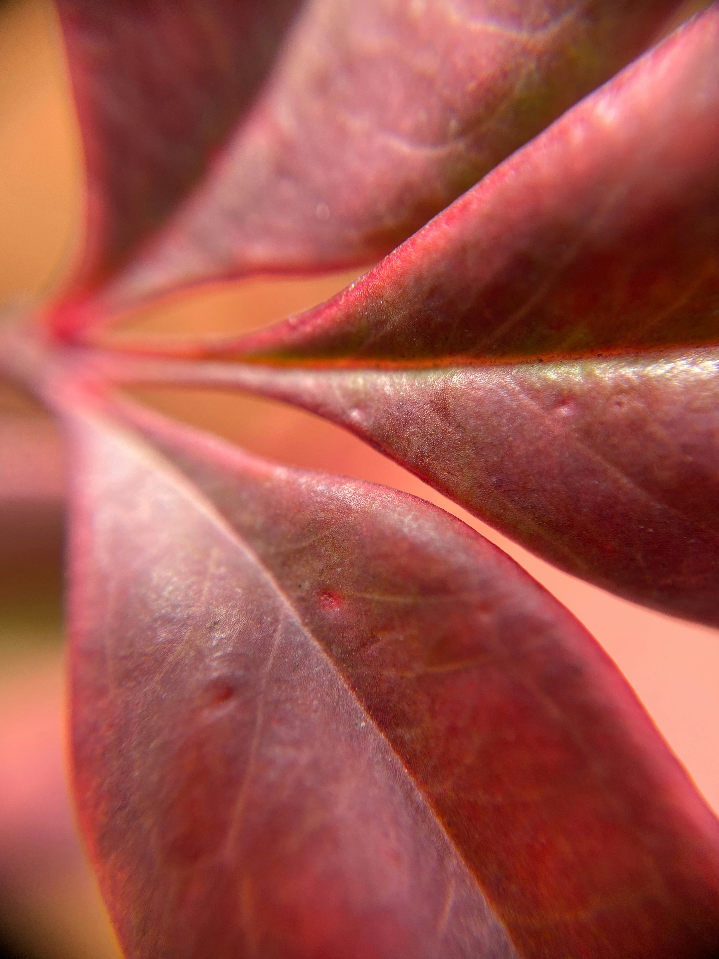 Crimson Vein Study: A Macro Portrait of Leaf Geometry