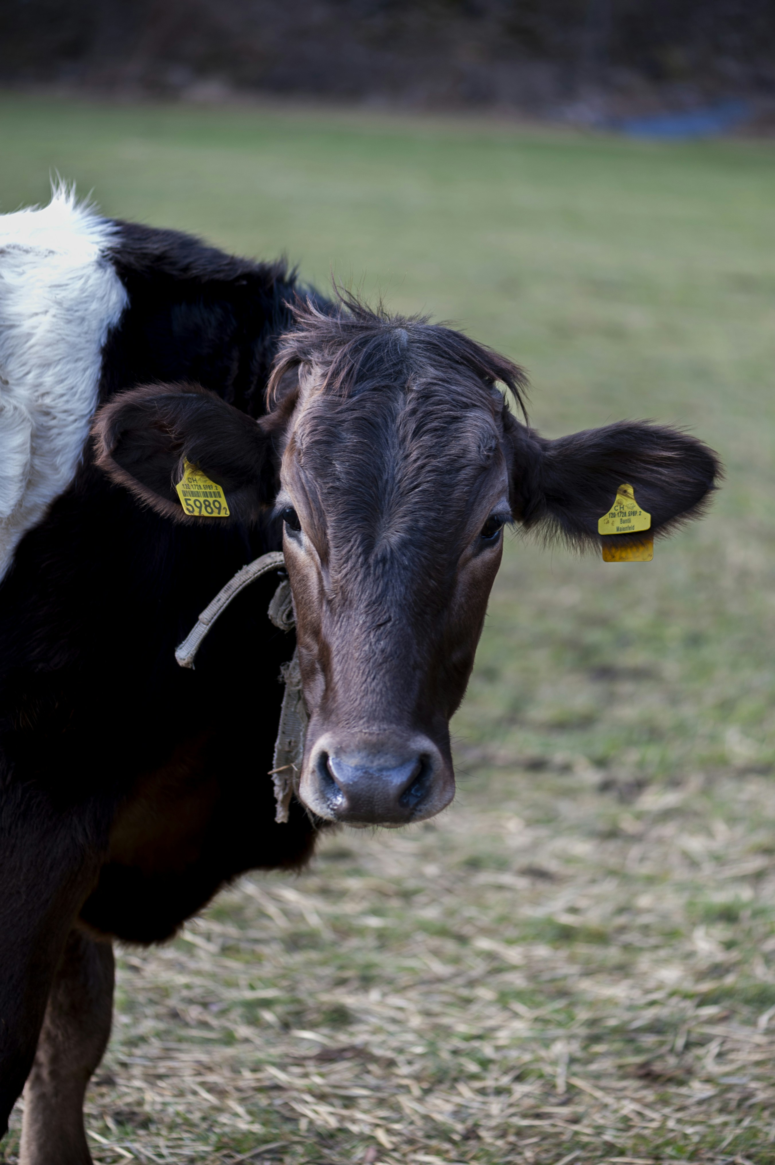 Gaze in the Green: A Curious Cow Portrait with Ear Tags