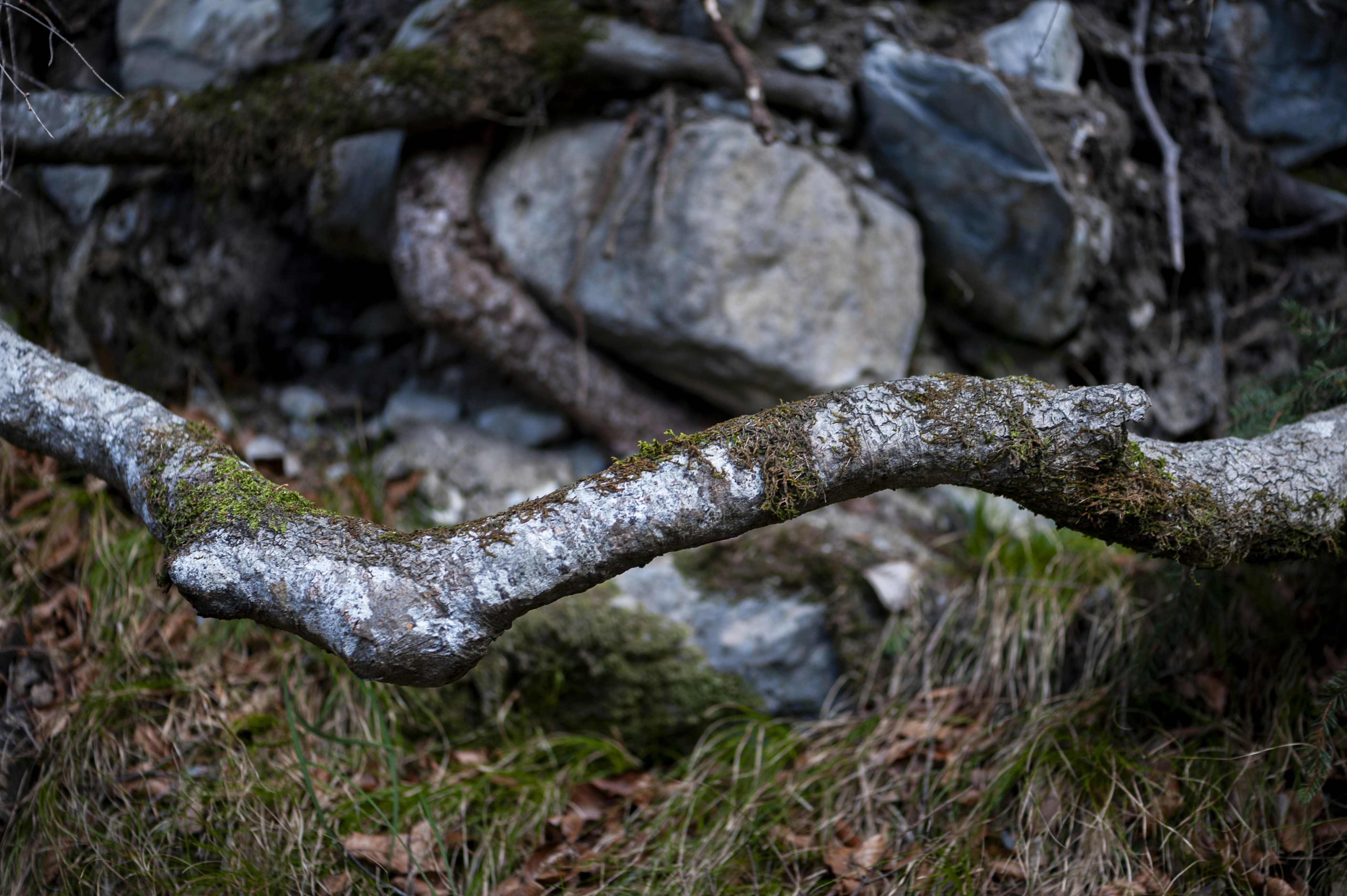 Photo by Elvira Clavadetscher with Nikon D700