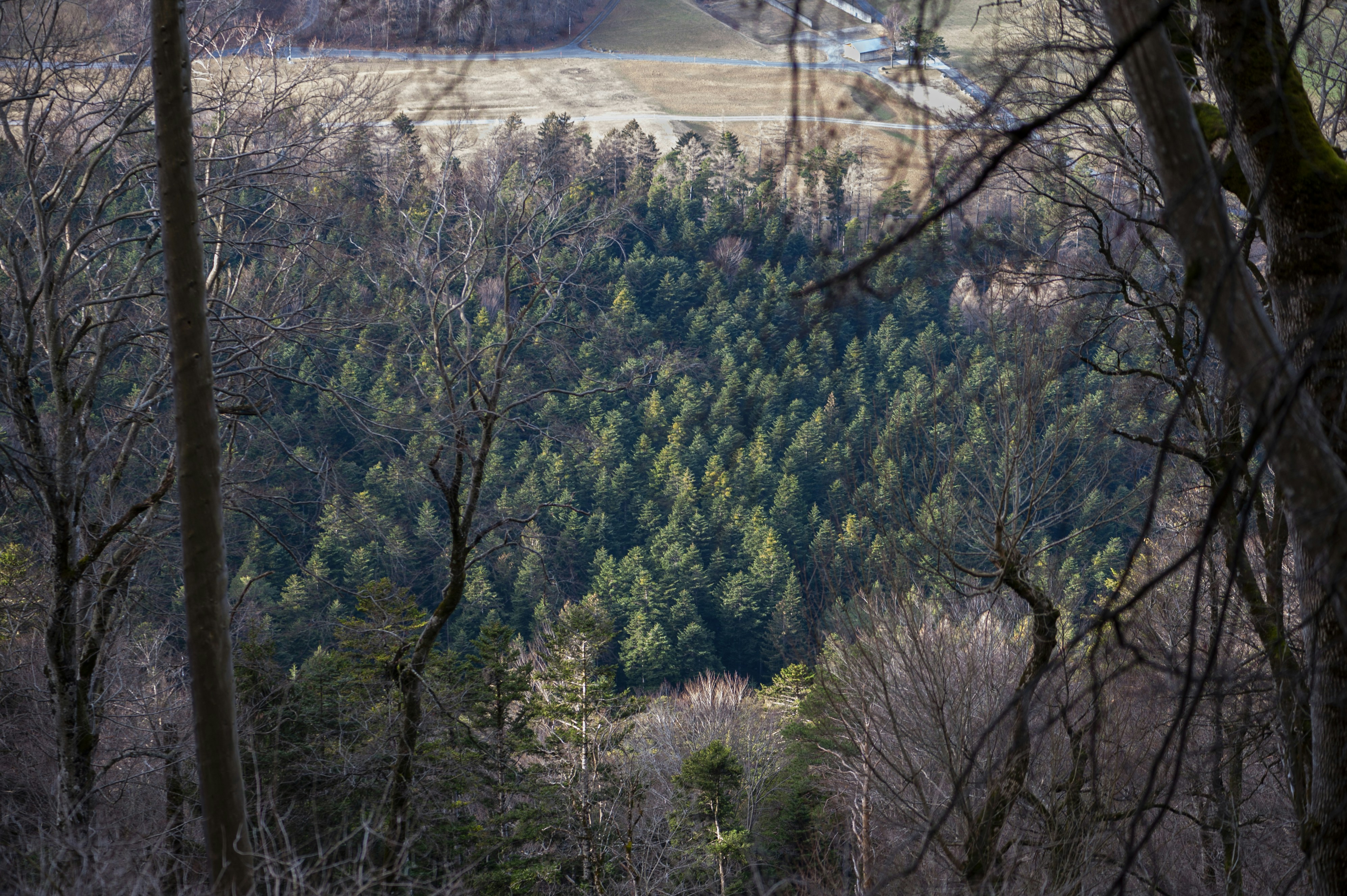 Dense forest canopy surrounded by bare trees viewed from a hillside.