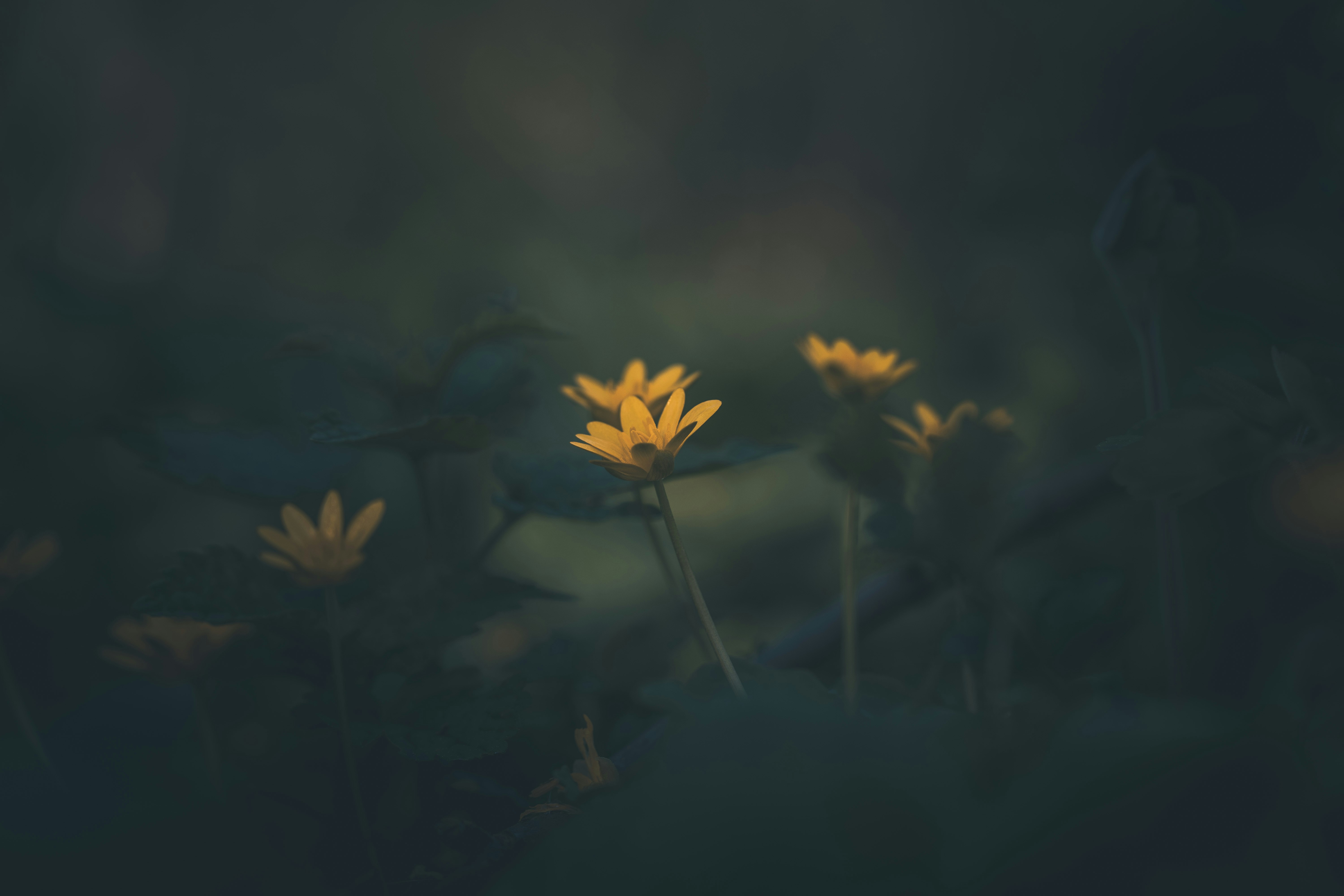Yellow wildflowers softly illuminated in a dim, moody setting.