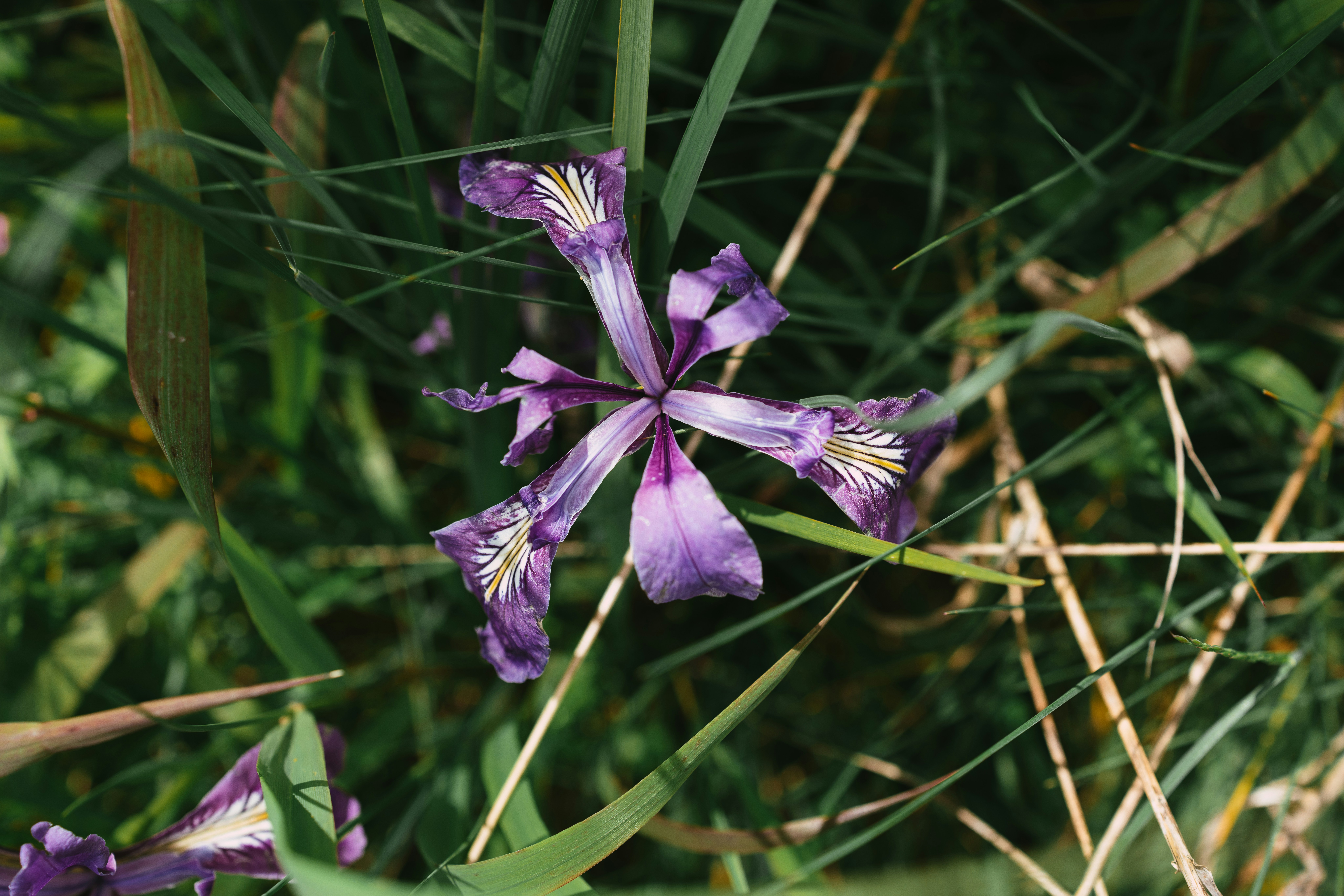 Vibrant purple flower nestled among green grass blades under natural light.