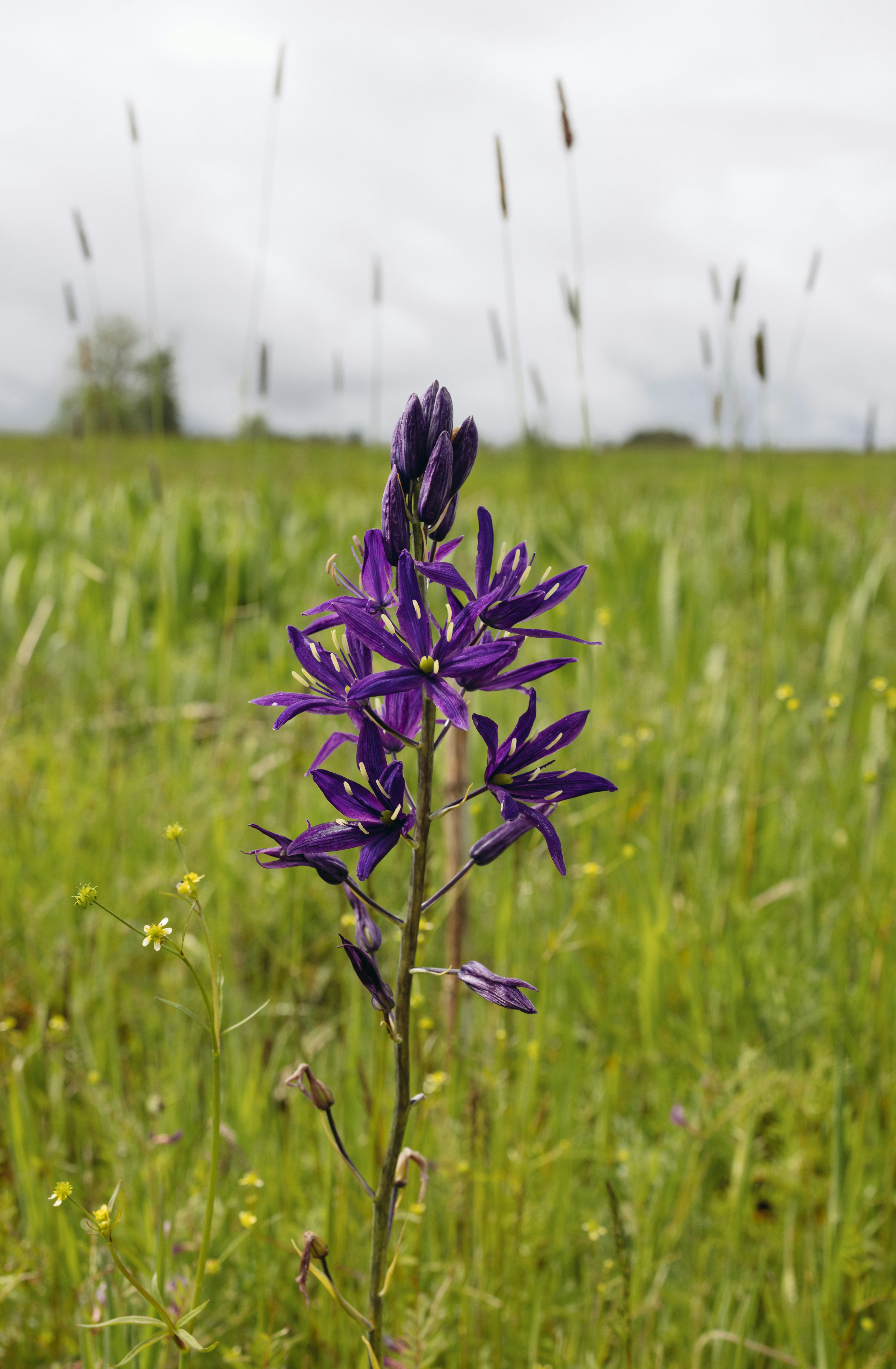 Purple Spike in a Quiet Meadow: A solitary wildflower in sharp focus against a blurred sea of grass