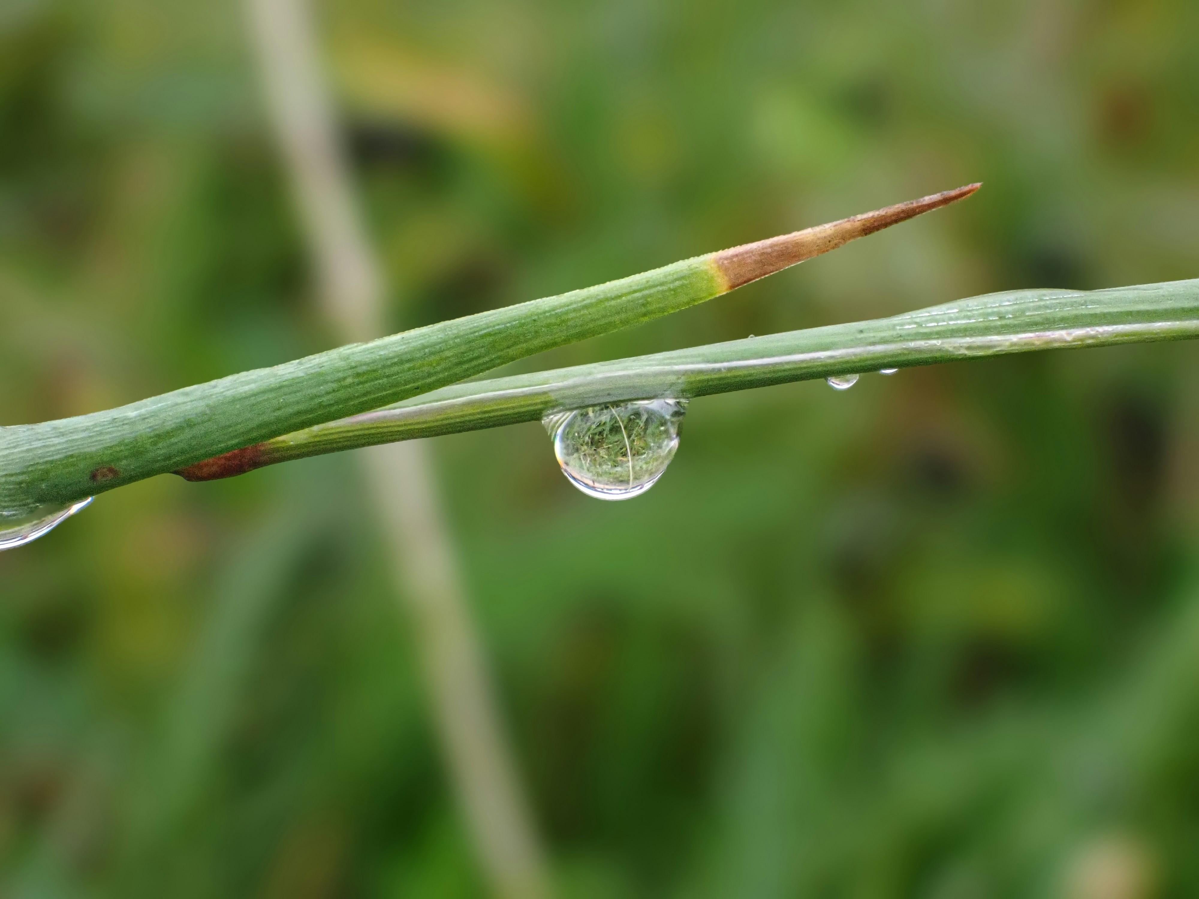 Dew drops delicately clinging to a slender blade of grass against a blurred green background.