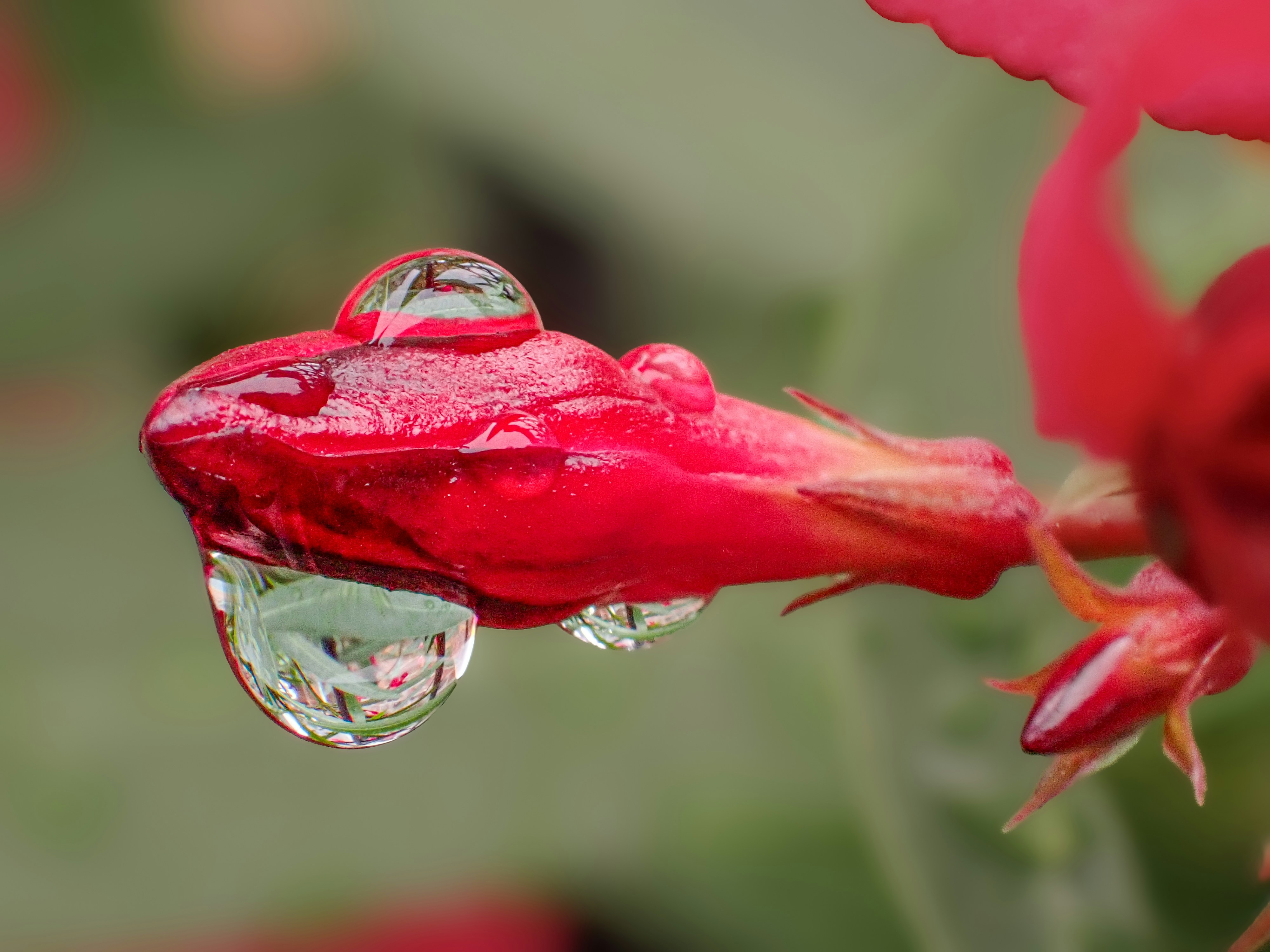 Macro photograph of a red flower petal with a water droplet hanging from its edge, acting as a lens to reveal the blurred background. The composition highlights the droplet, petal texture, and glossy highlight.