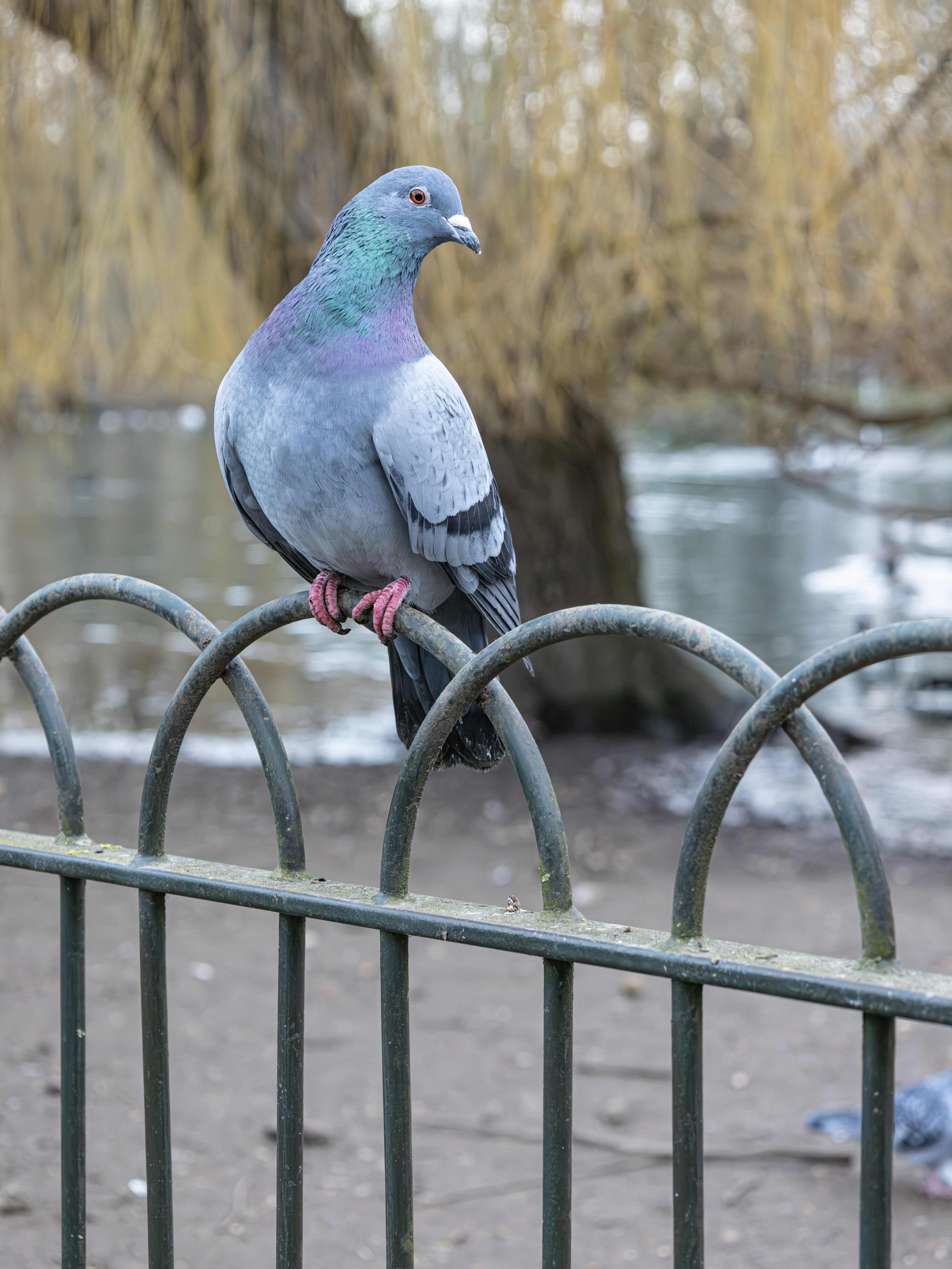 Iridescent Pause: Pigeon Perched on a Wrought Fence by a Winter River