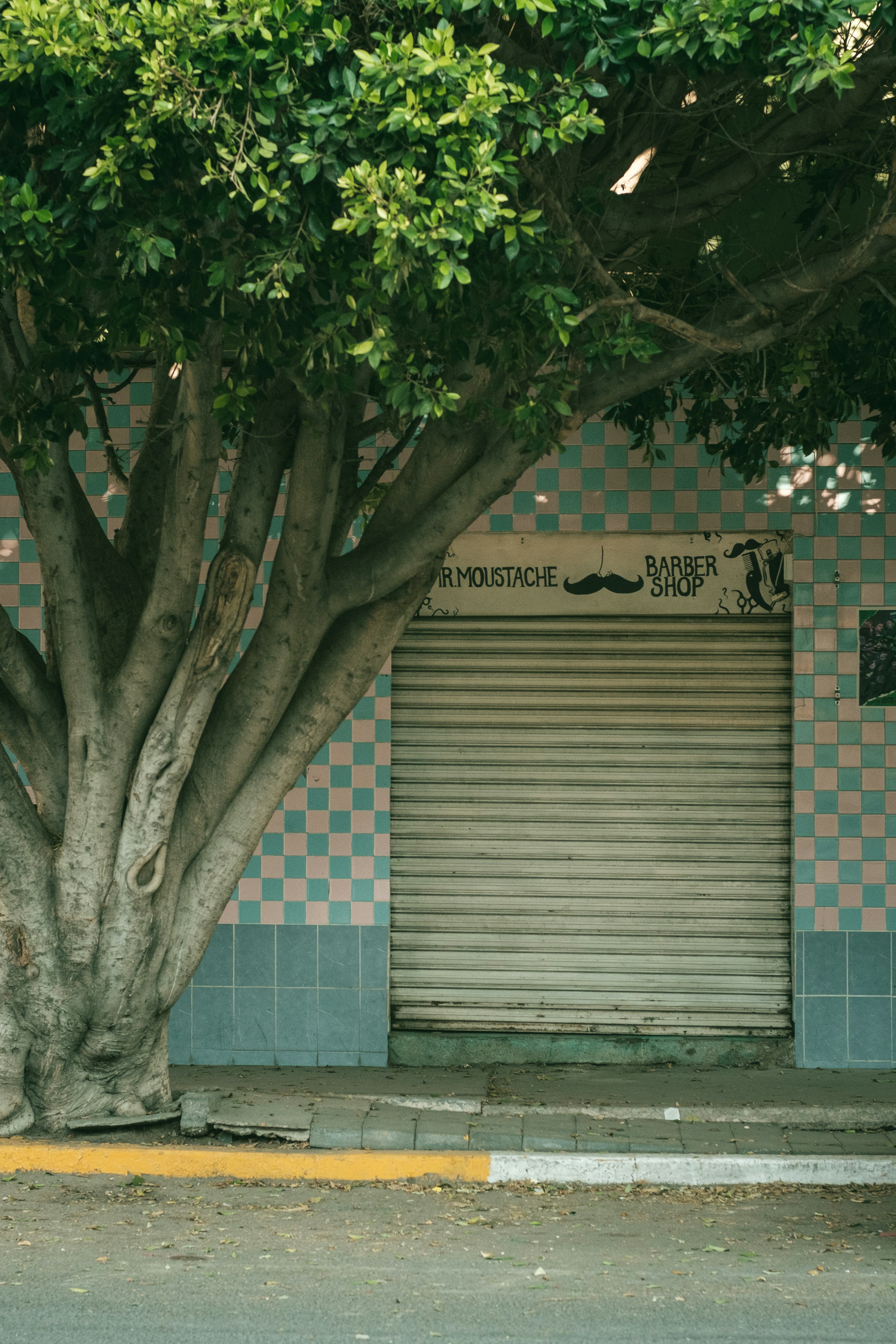 Under the Canopy: A Closed Barber Shop Framed by a Gnarled Tree