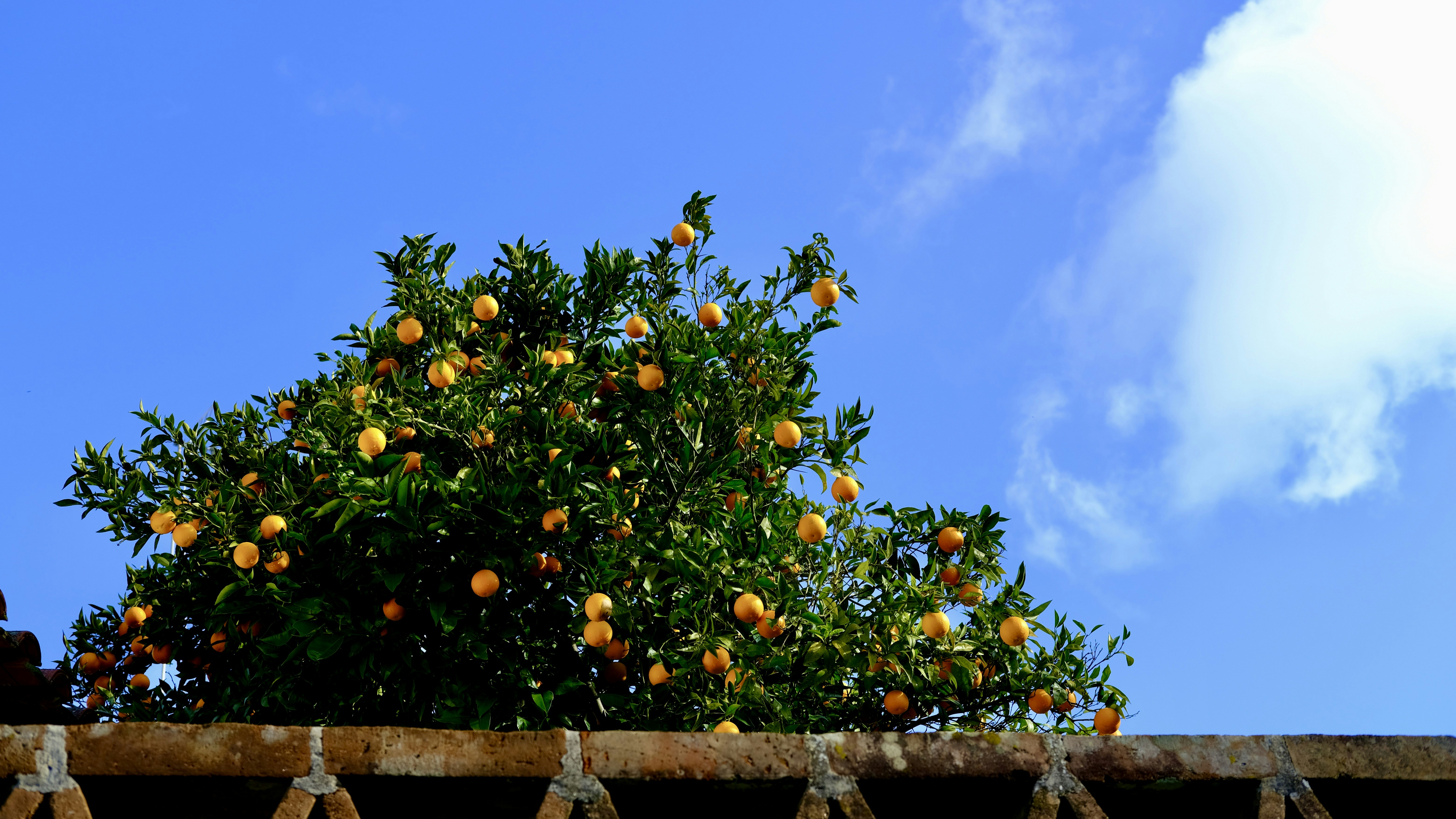 Un oranger est au loin avec un ciel bleu en arrière-plan photo – Image ...