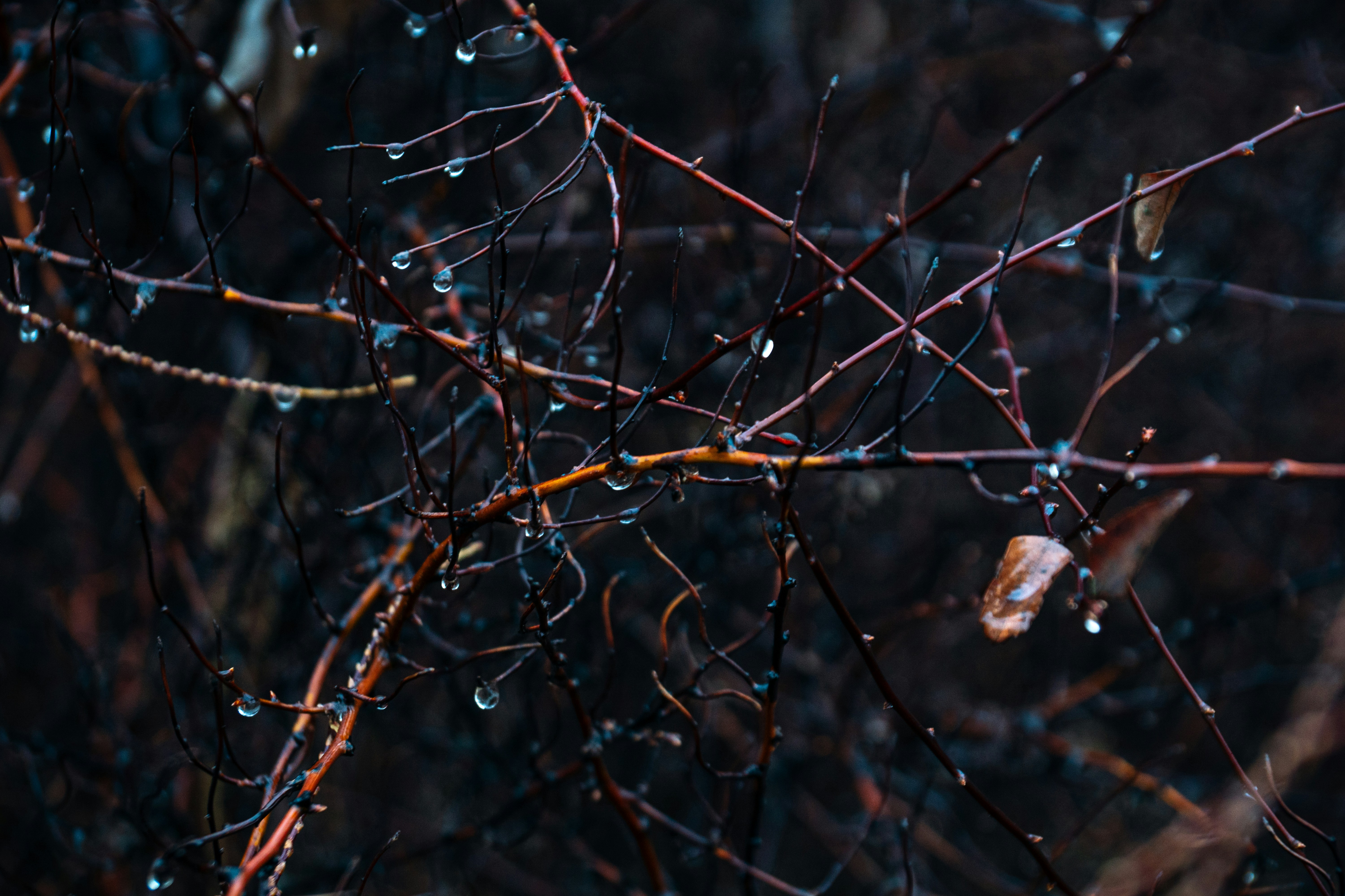 A bunch of branches with water drops on them photo – Free Fog Image on ...