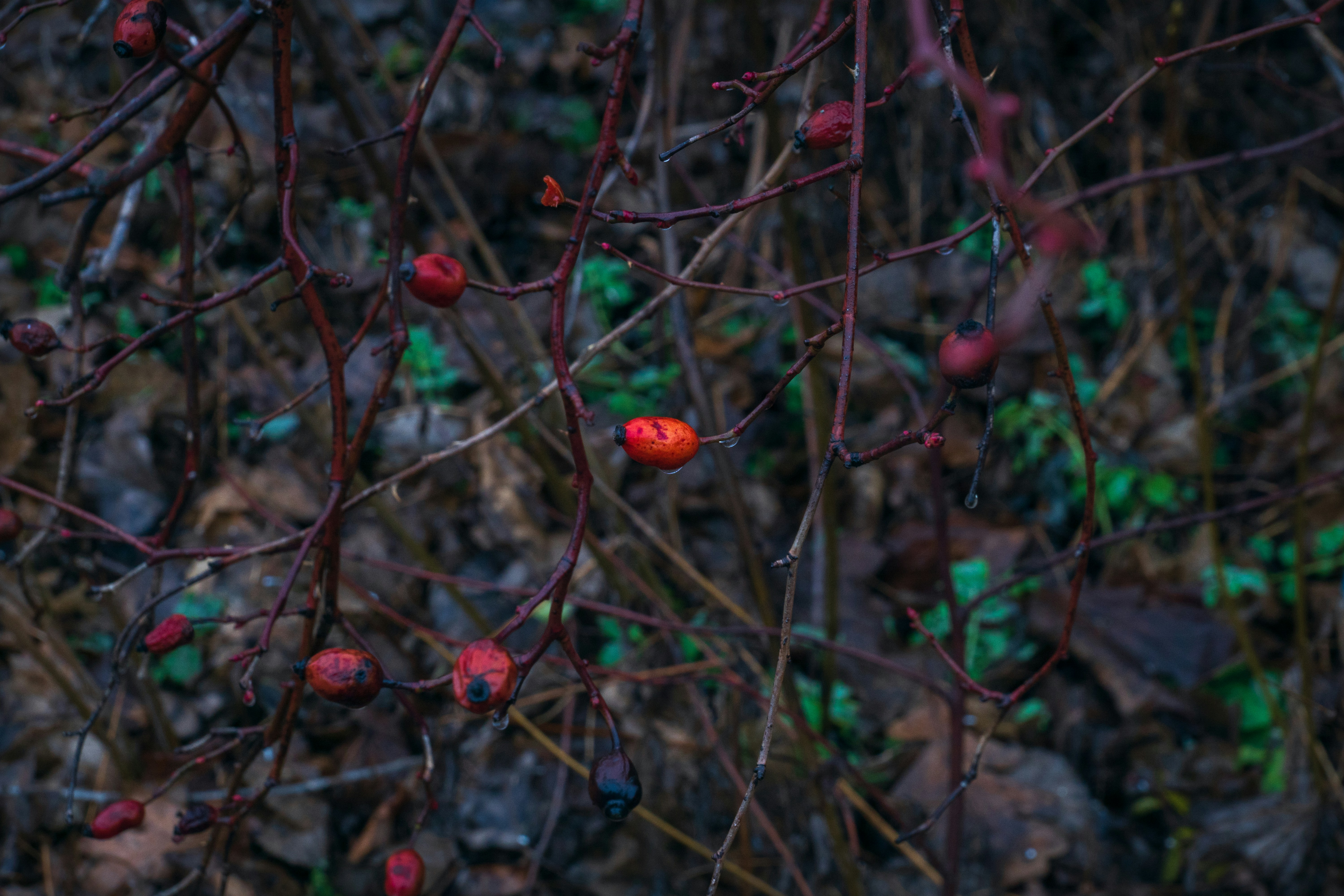 Crimson Orbs Entwined in a Shadowed Thicket