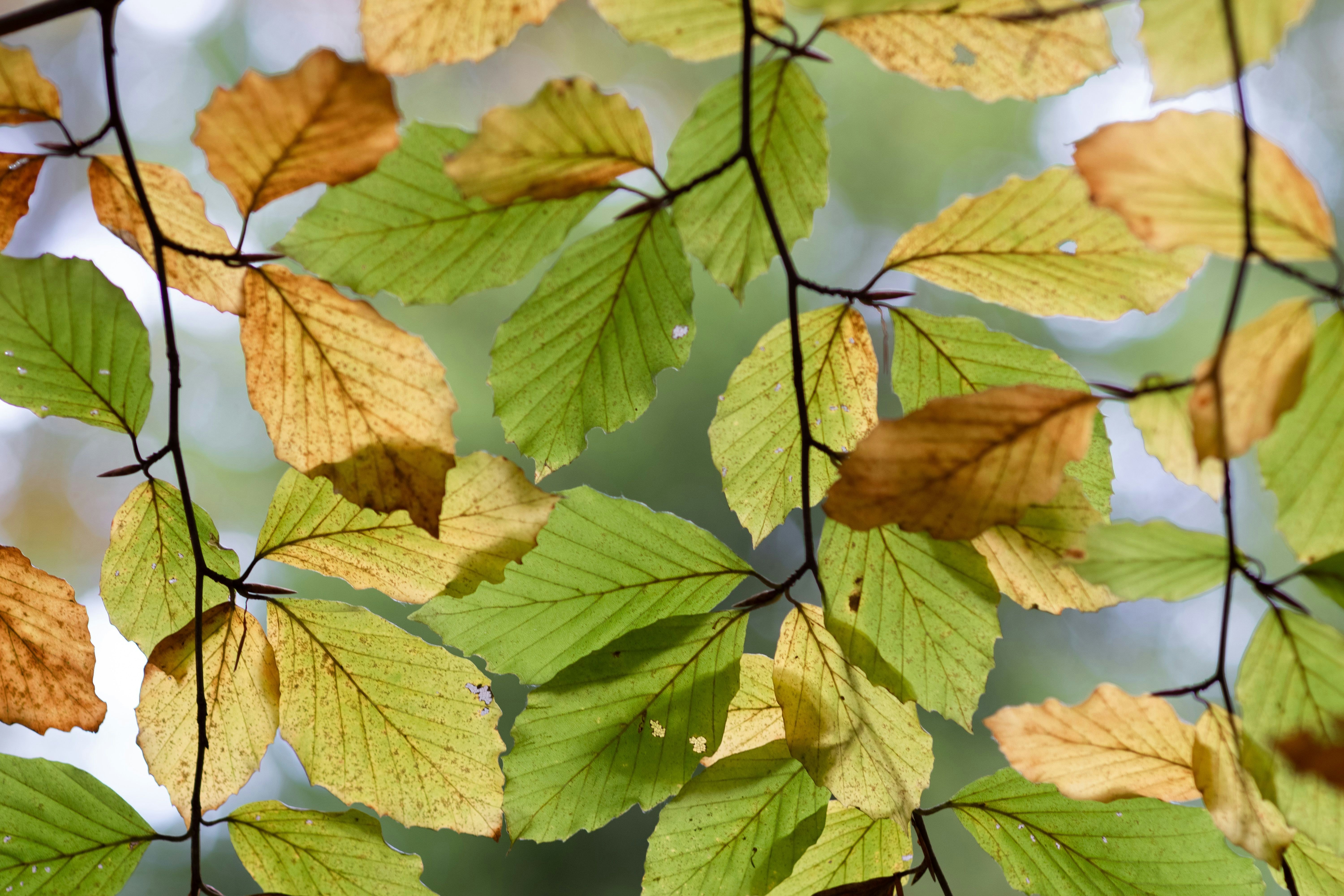 Leafy Prelude to Autumn's Embrace