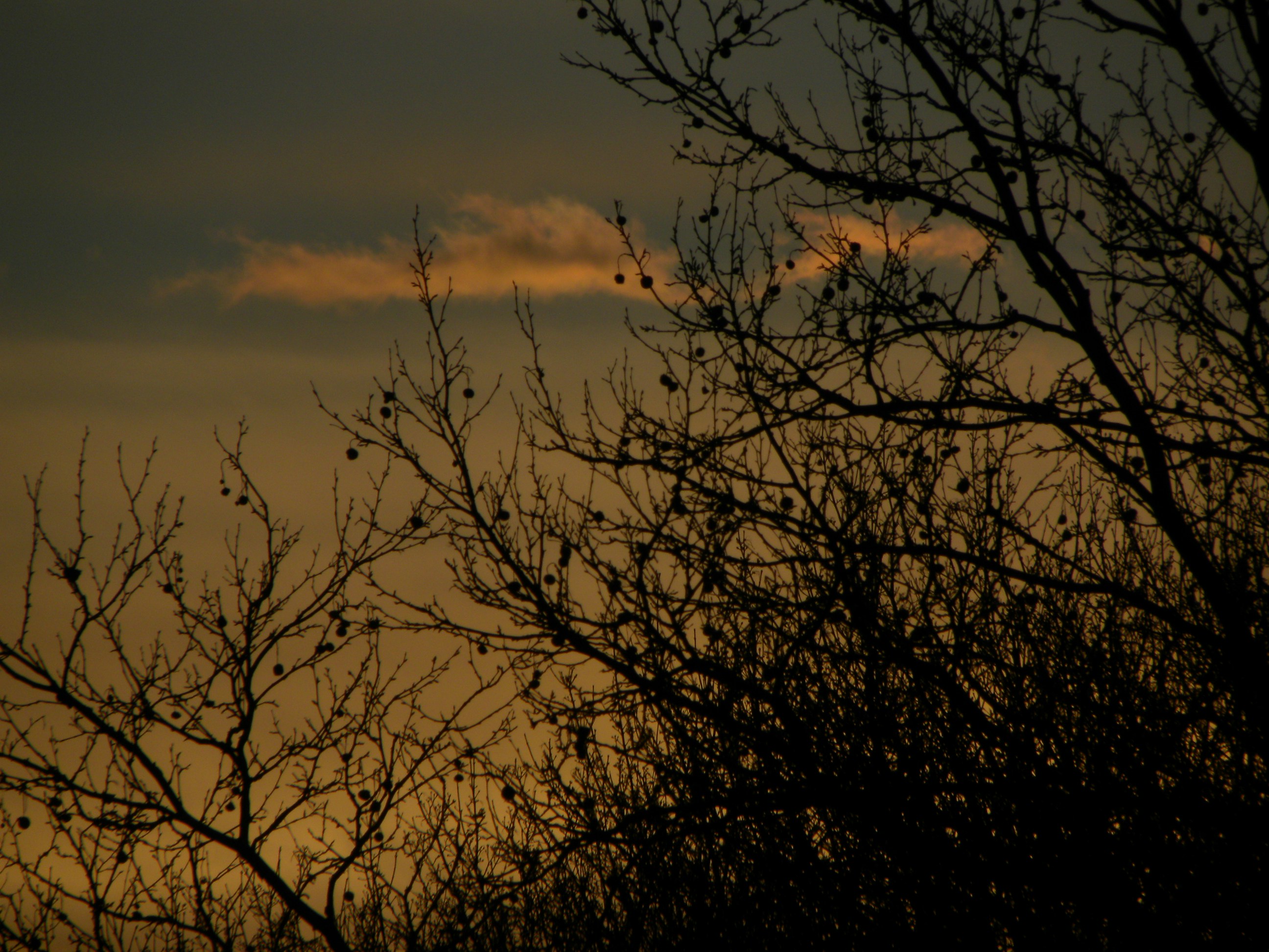 Silhouetted tree branches against a warm dusk sky with a subtle gradient from amber to blue.
