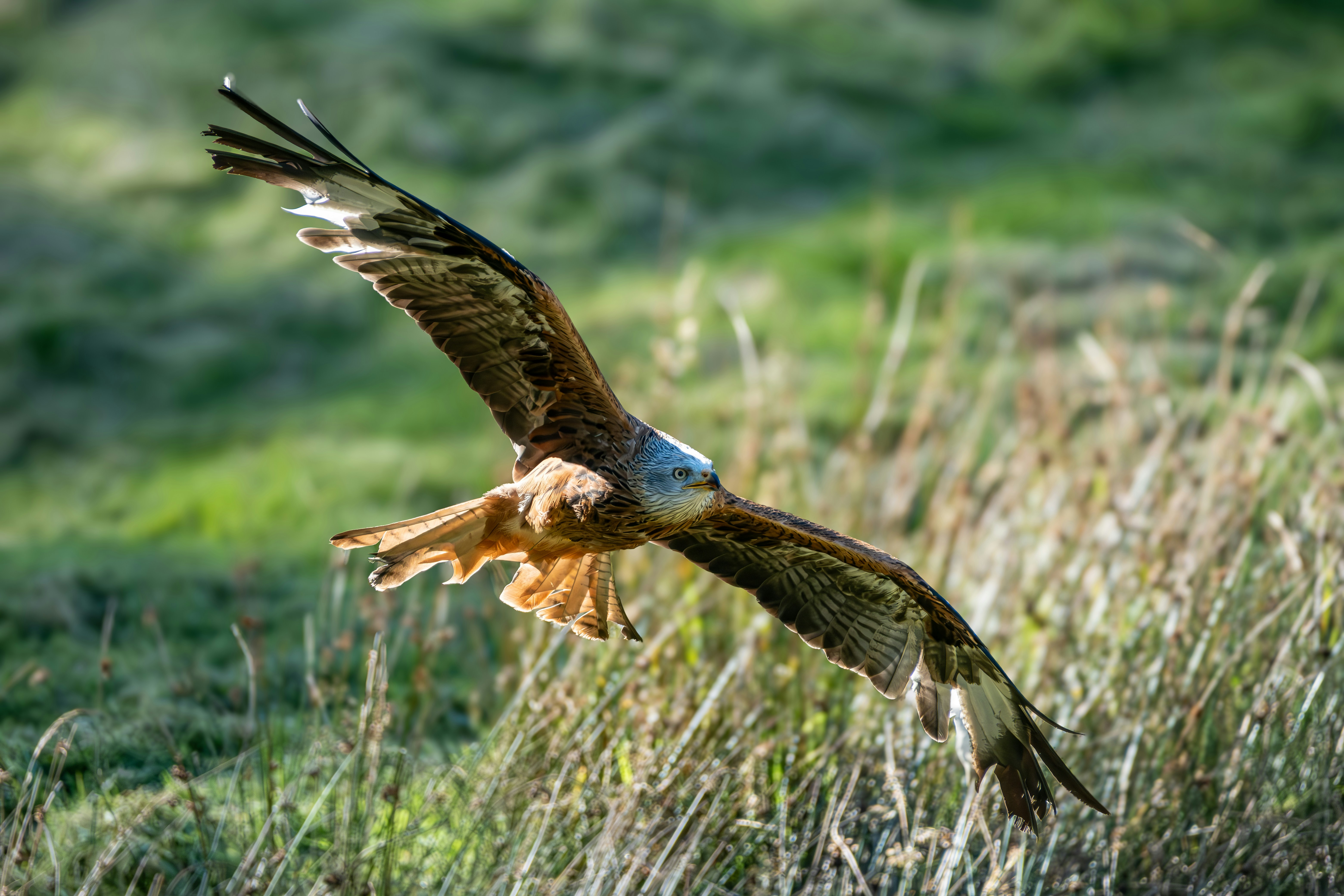 Bird soaring over lush green landscape, its earthy plumage highlighted by warm afternoon light.