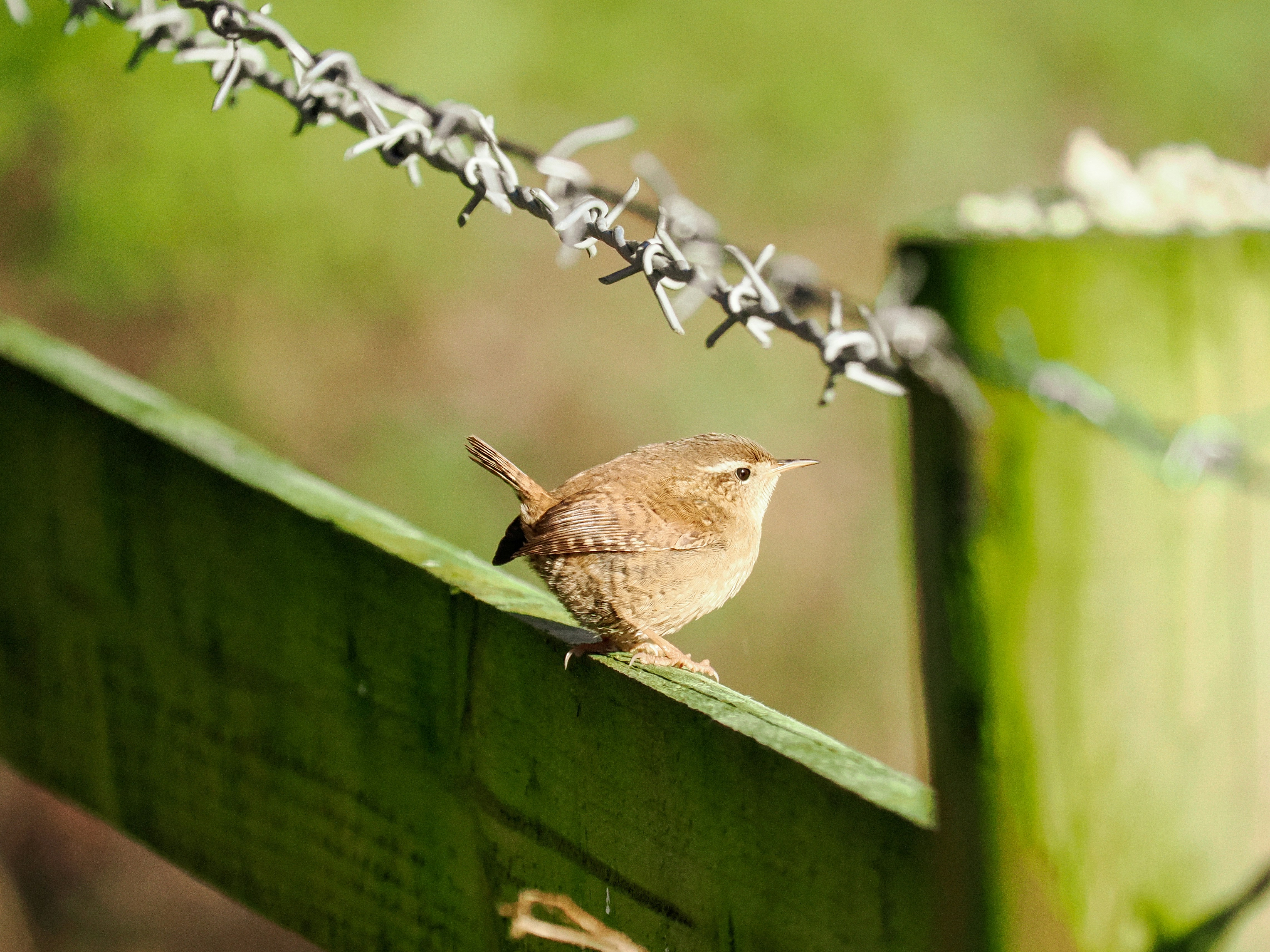 Small Wren Perches on Mossy Fence in Quiet Green