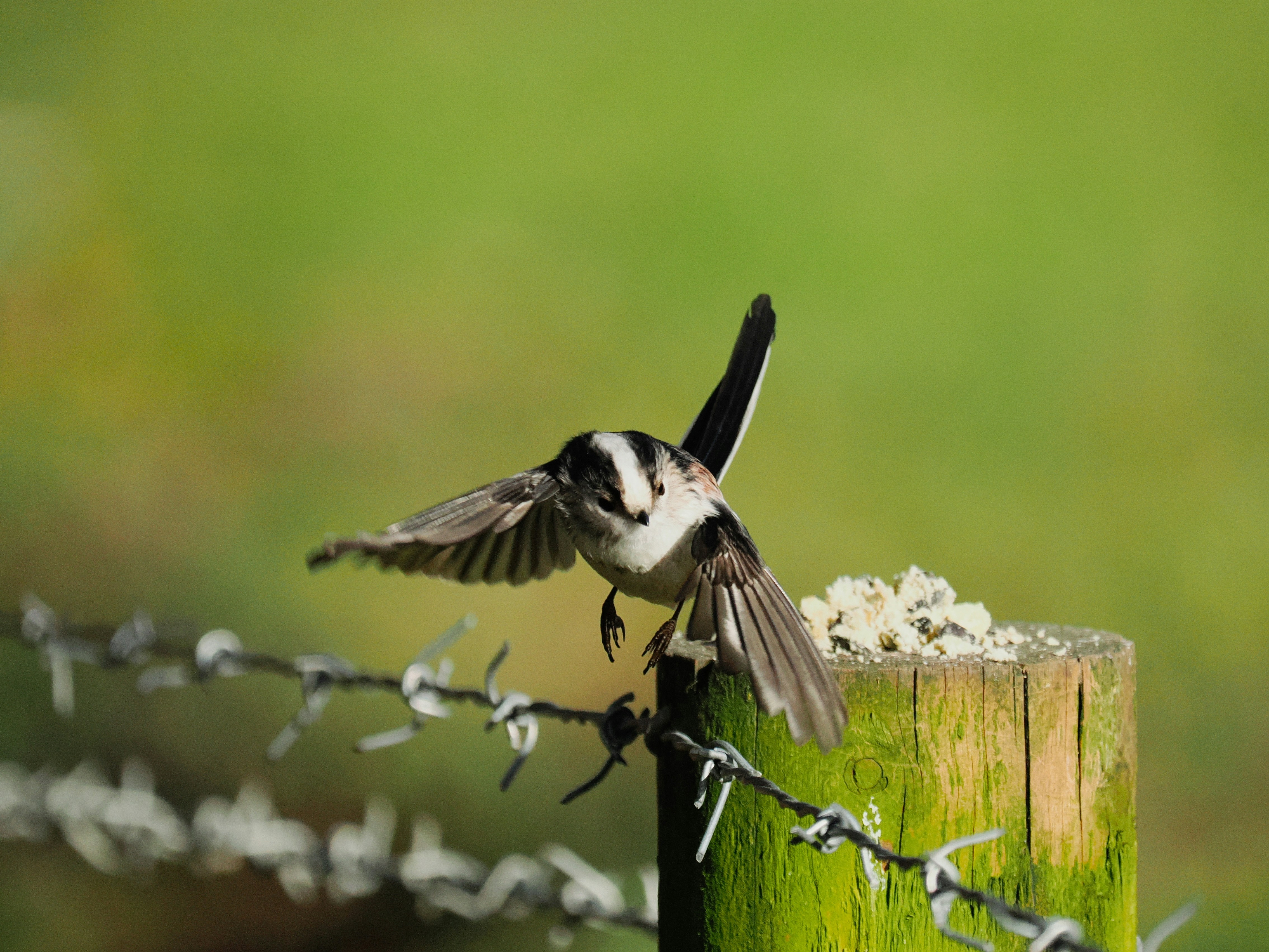 Feathered Acrobat in Motion