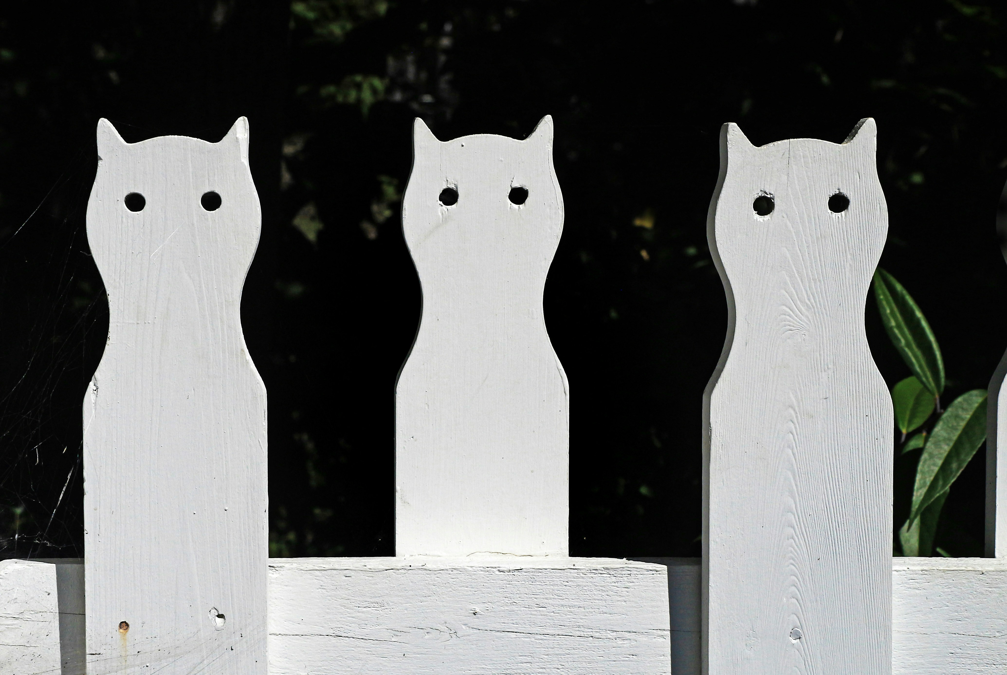 Trio of White Cat Silhouettes Standing Guard on a Weathered Fence