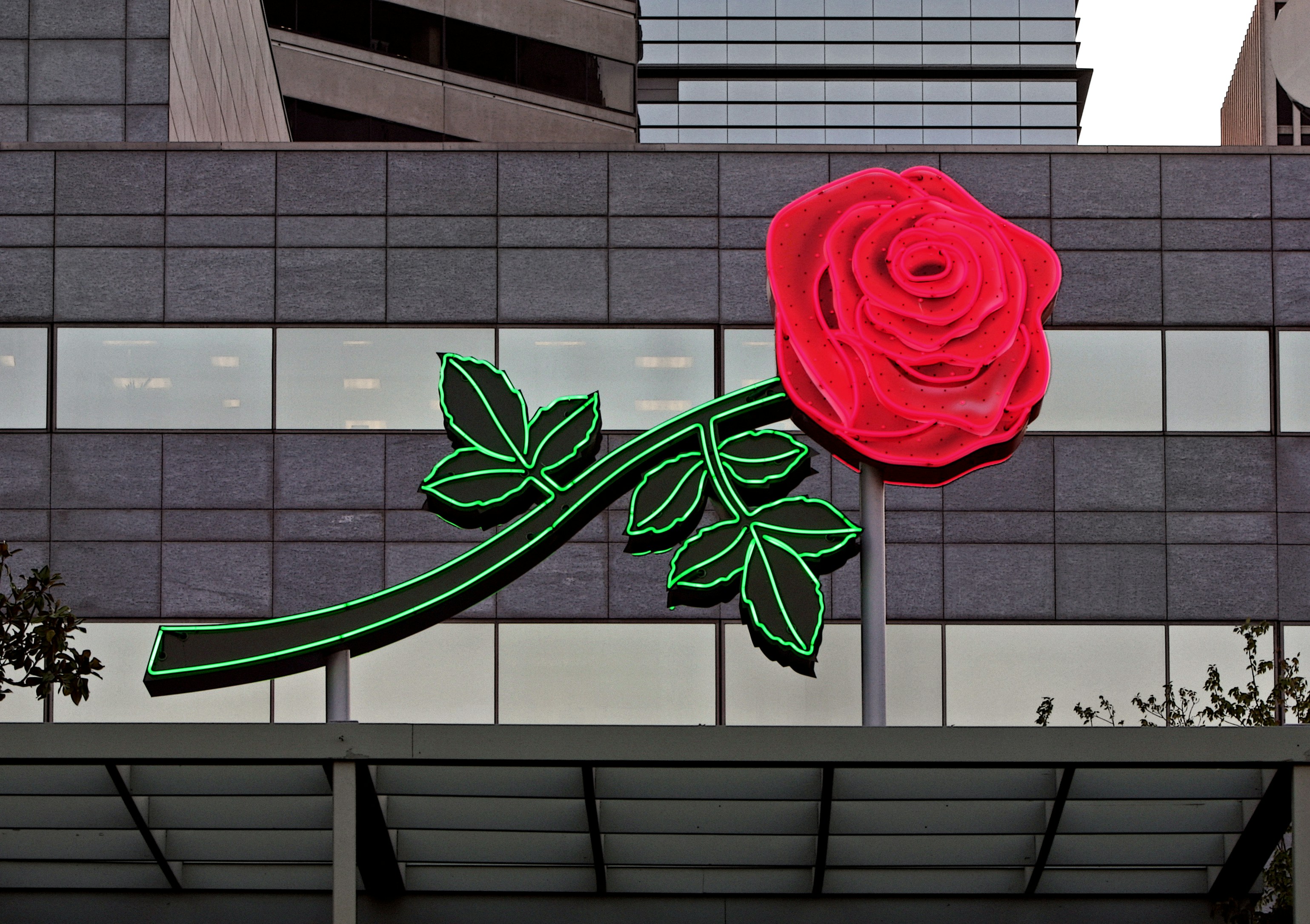 A red rose sitting on top of a tall building photo – Free Portland ...