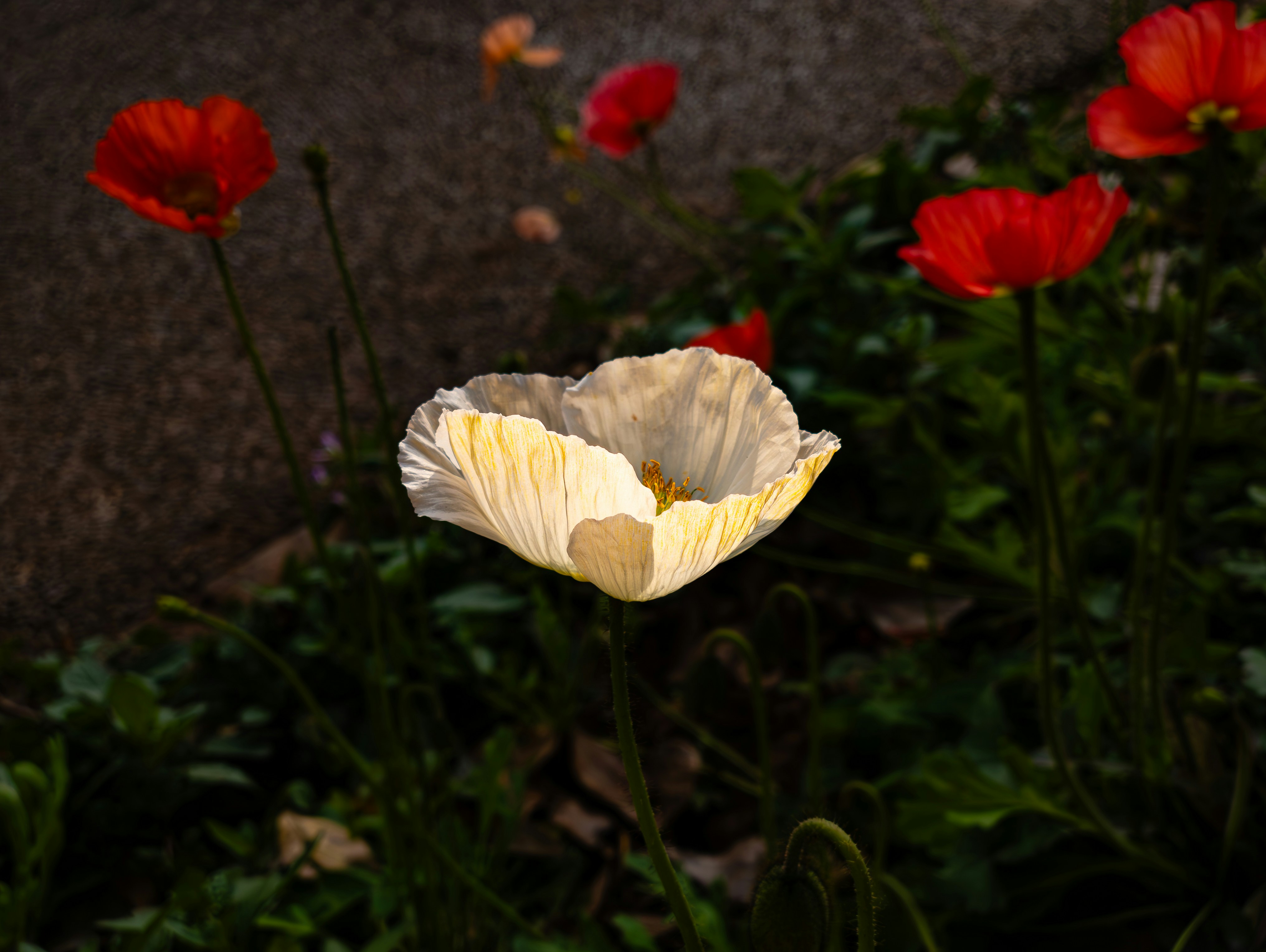 Solitary Blossom Among Crimson Companions