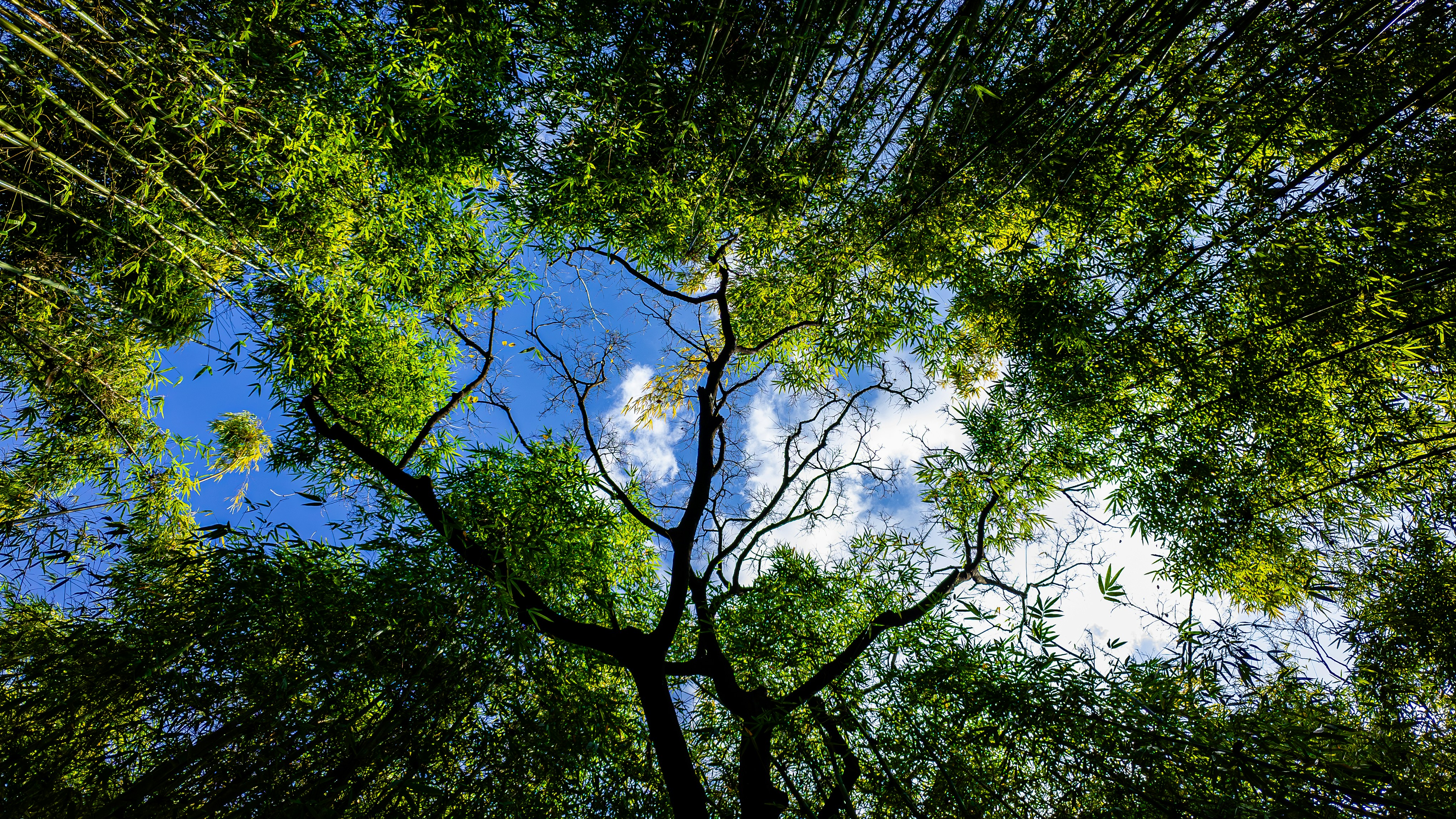 Canopy Symphony: Nature's Skyward Dance