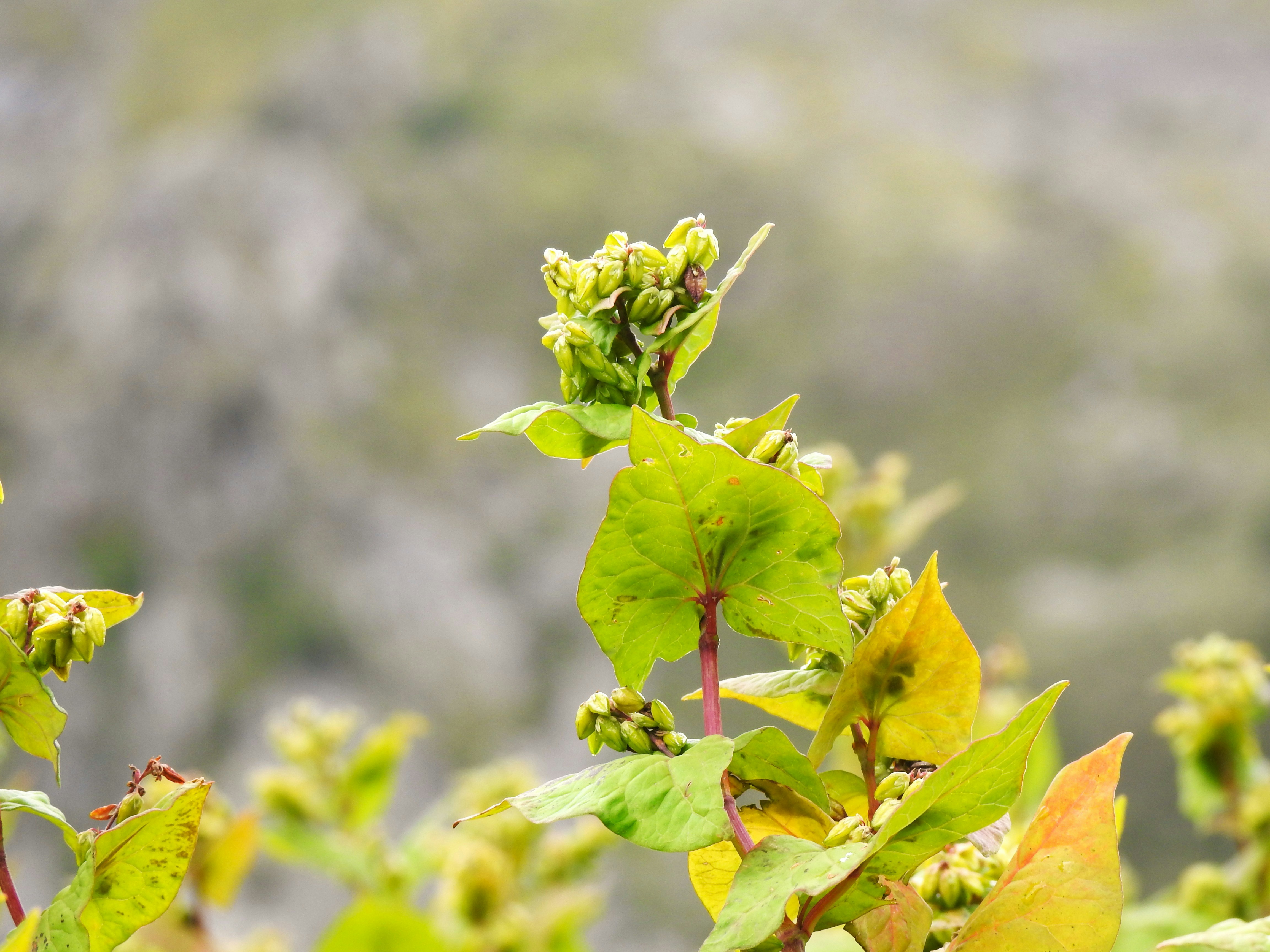 Photo by Aditi Panatu with Nikon COOLPIX P900