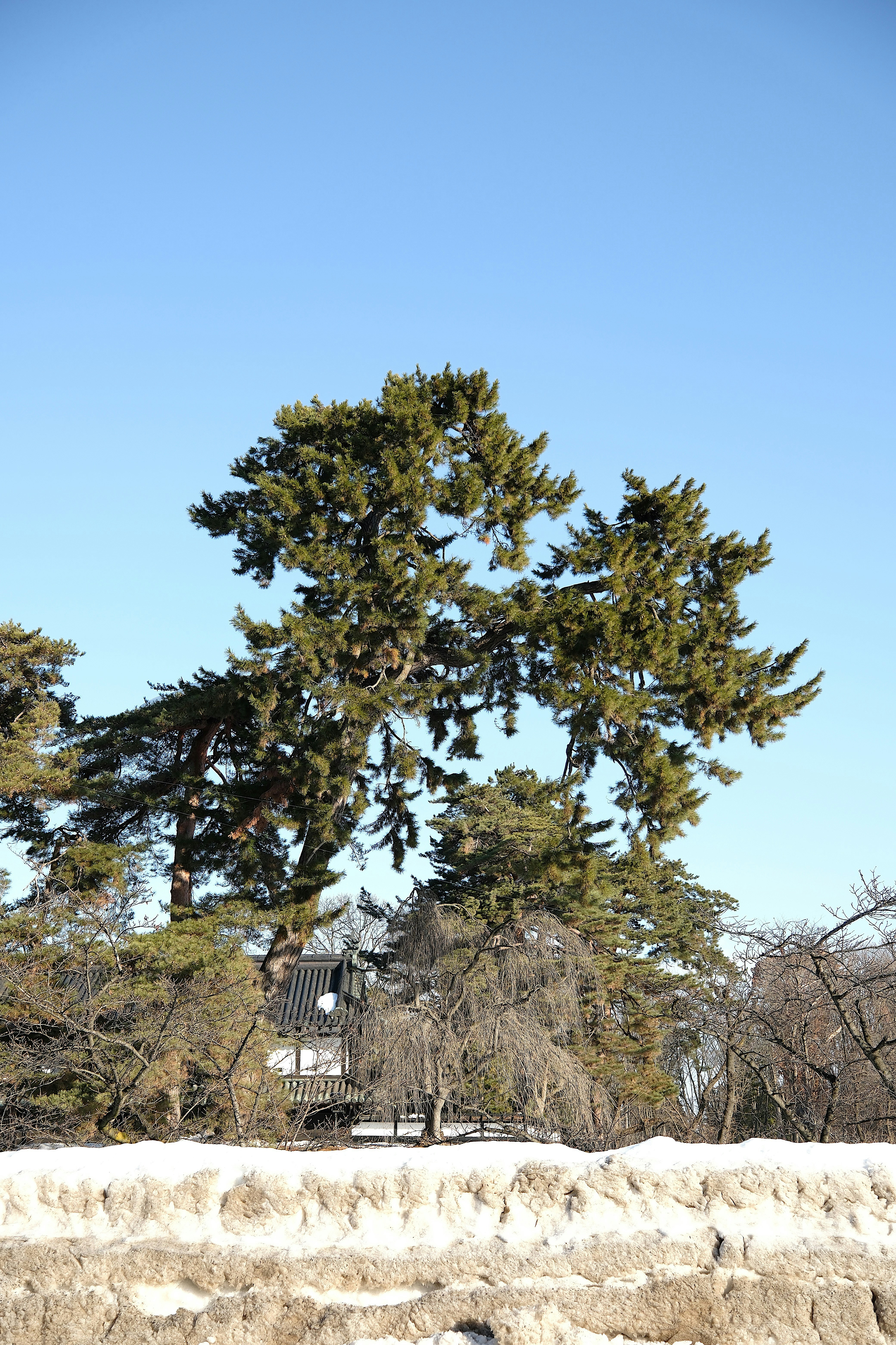 Photo by Seiya Maeda with Fujifilm X-H2S