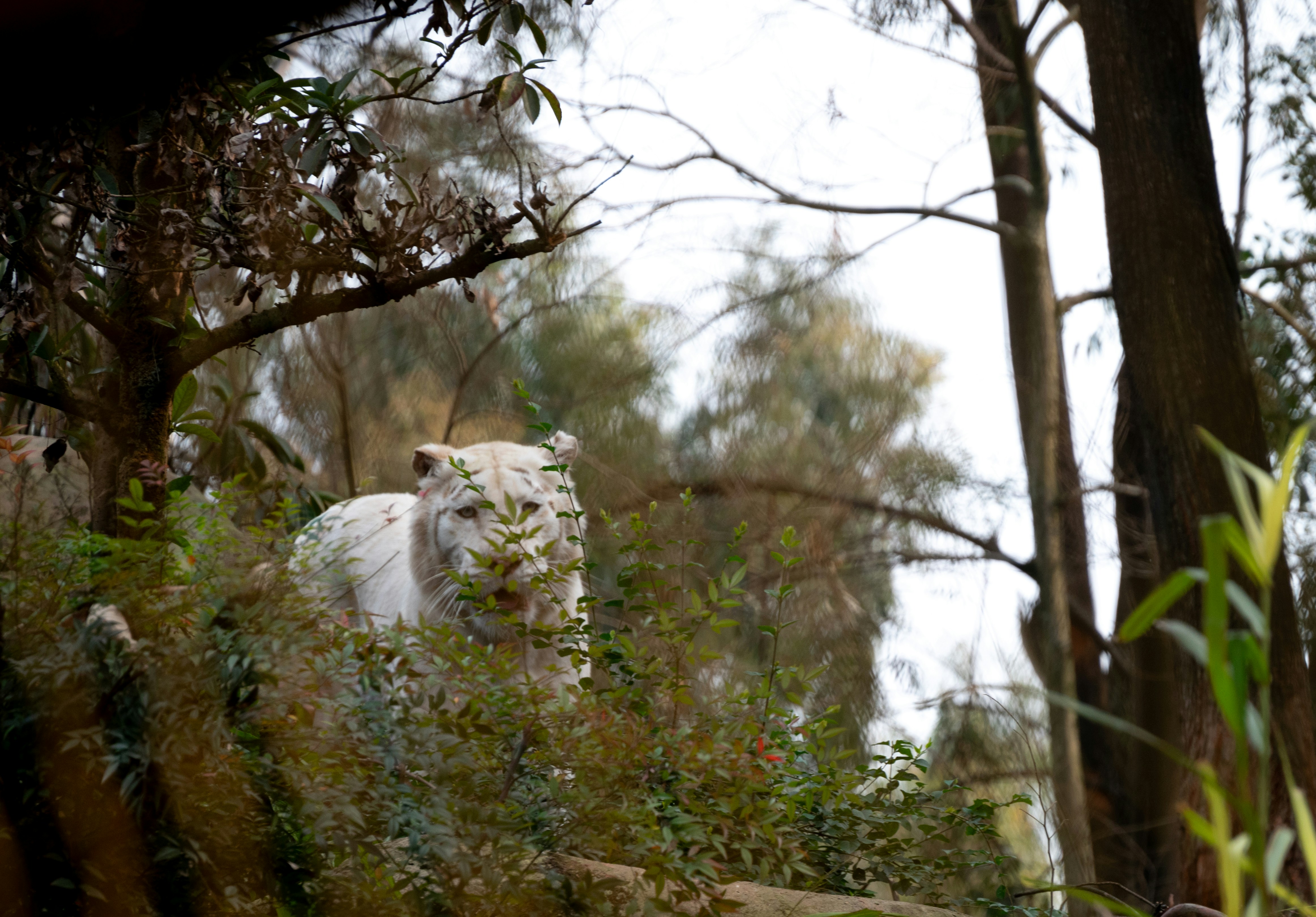 Elusive Specter of the Woodland
