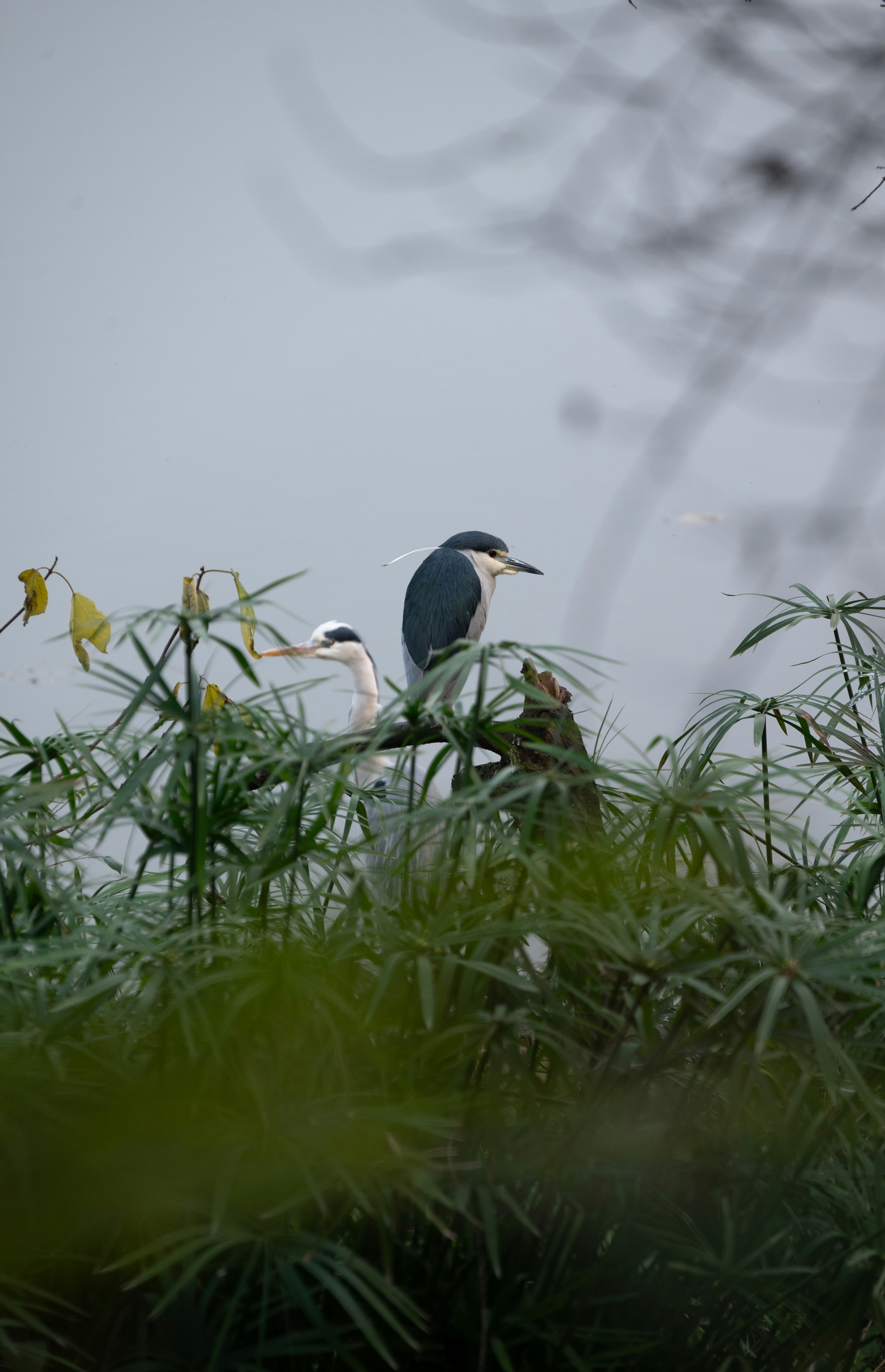 Silent Sentinels of the Marsh