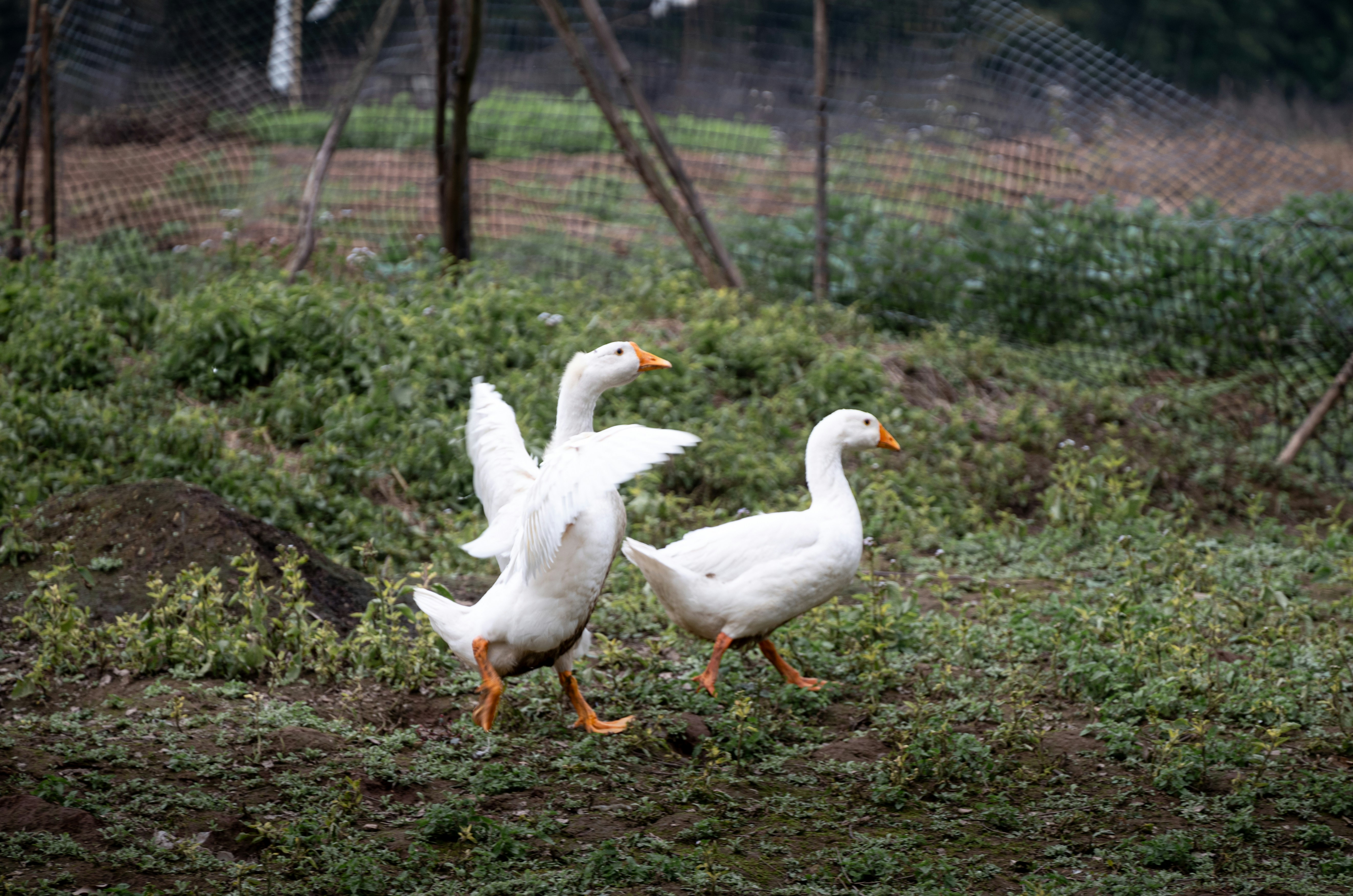 Two White Geese Patrol a Muddy Farmyard Under a Wire Fence