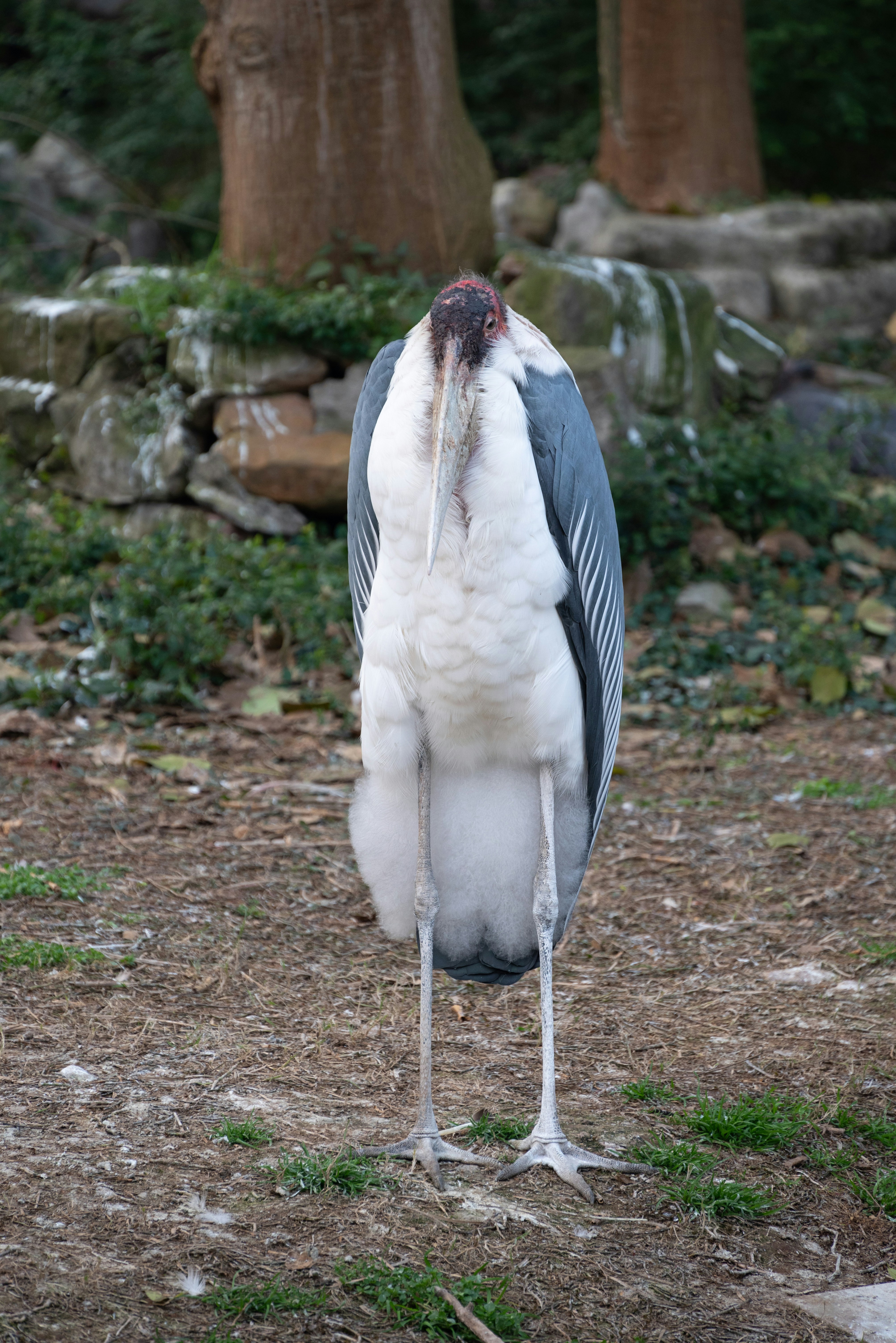 Stone-Garden Sentinel: A Red-Headed Wader Stands Tall