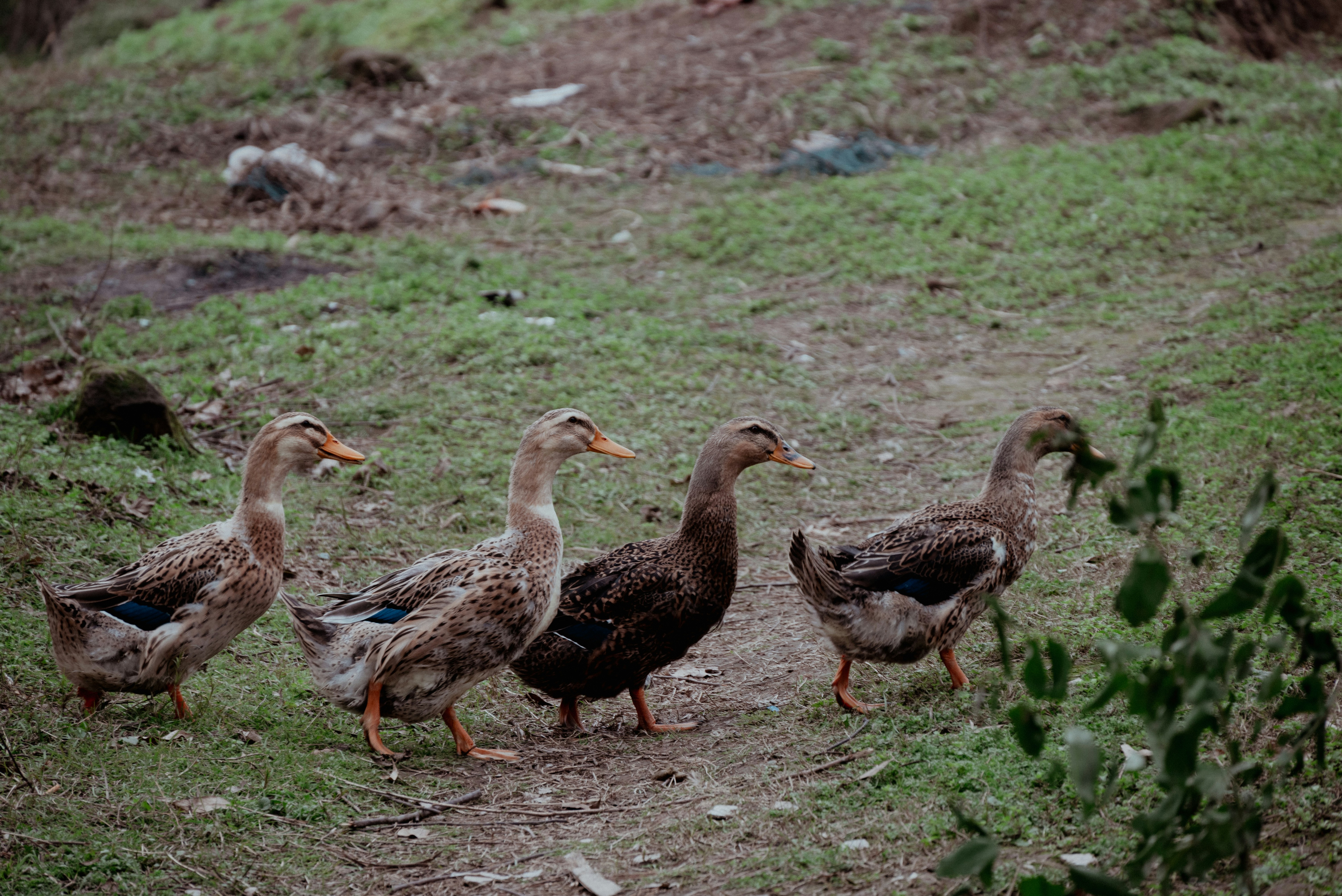 A group of ducks walking down a dirt road photo – Free China Image on ...