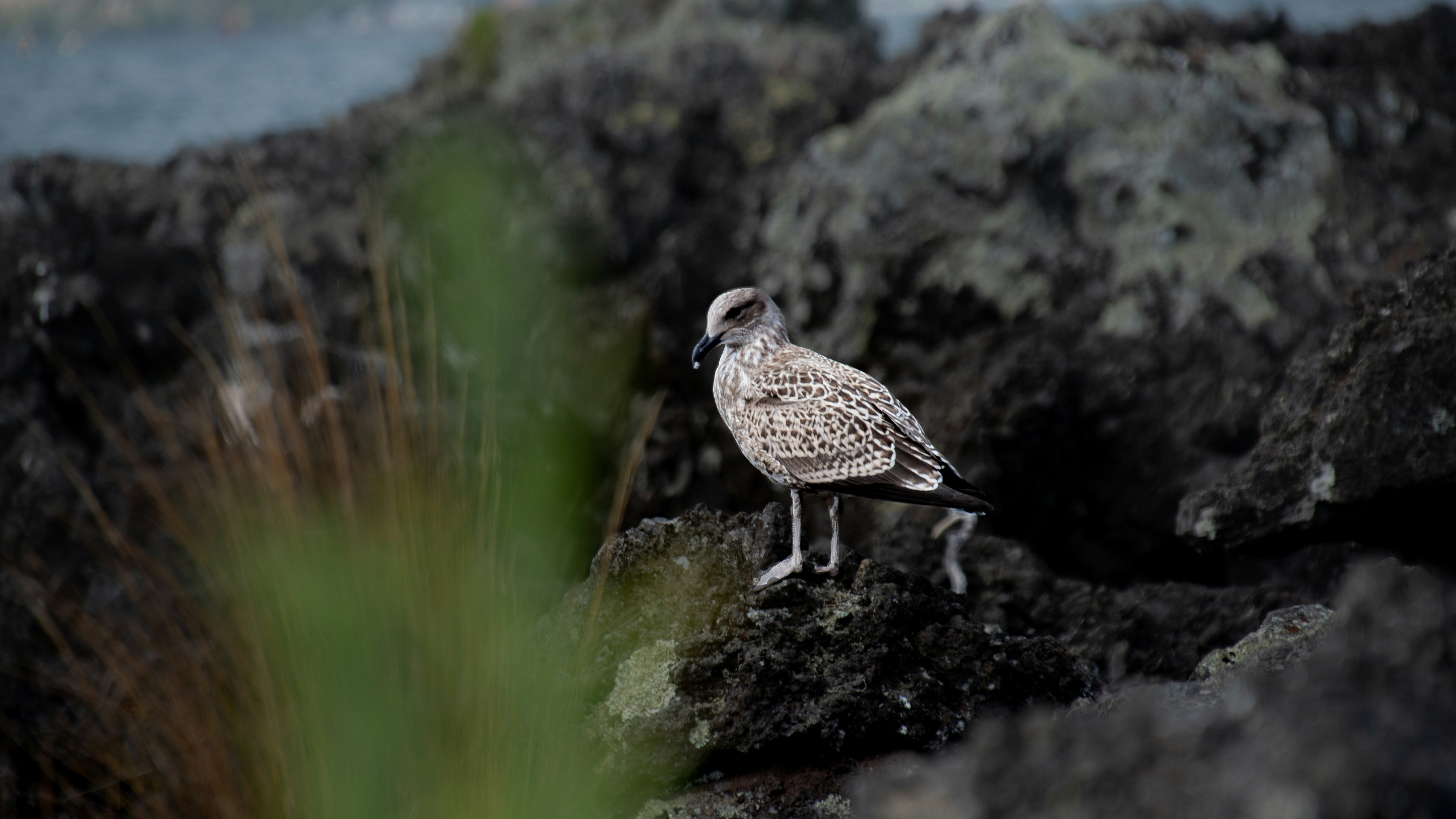 Lava-Rock Sandpiper Perches Along a Craggy Coastal Shore