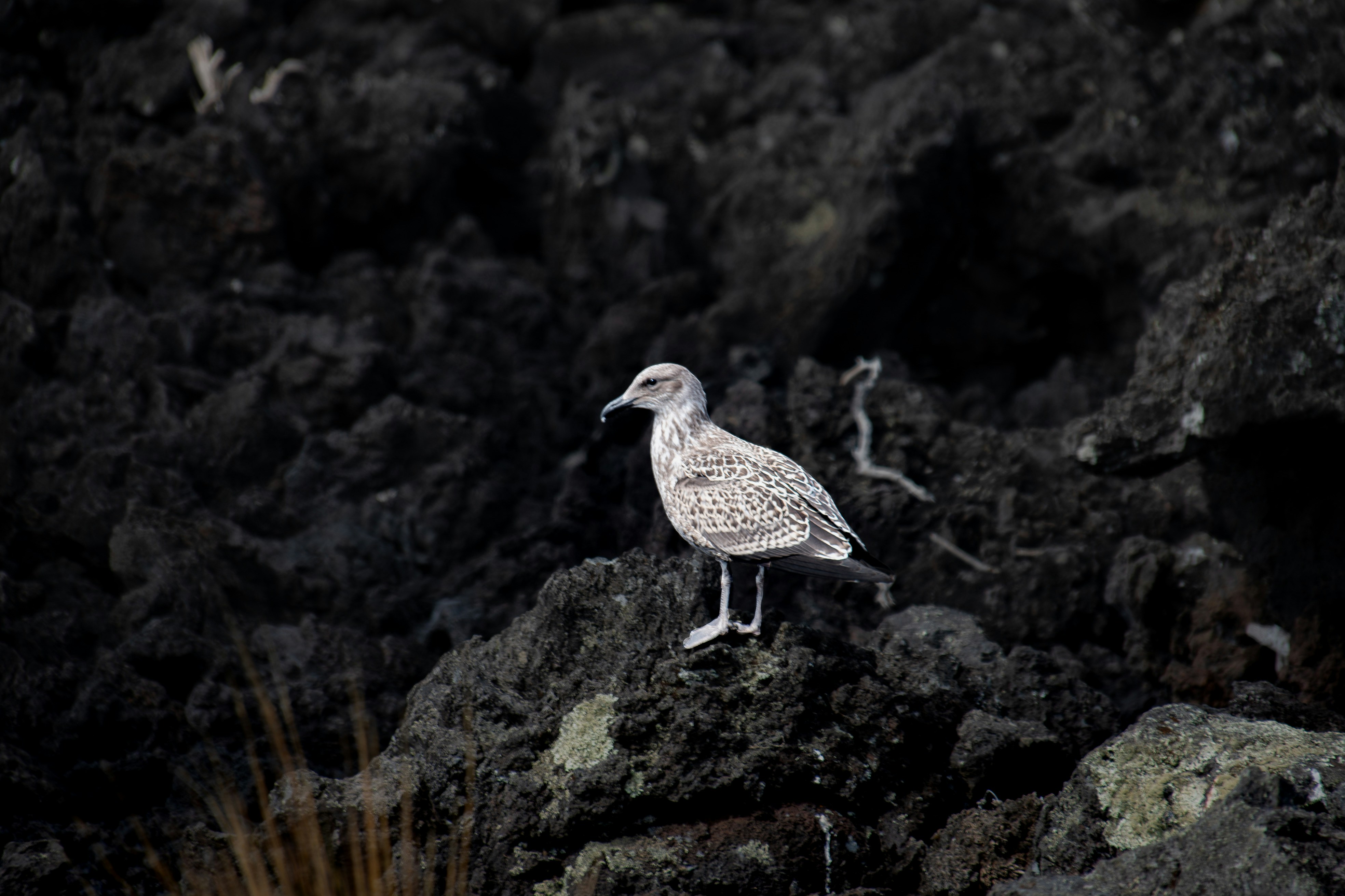 Dusk Sentinel: Seabird Perched on Shadowed Basalt