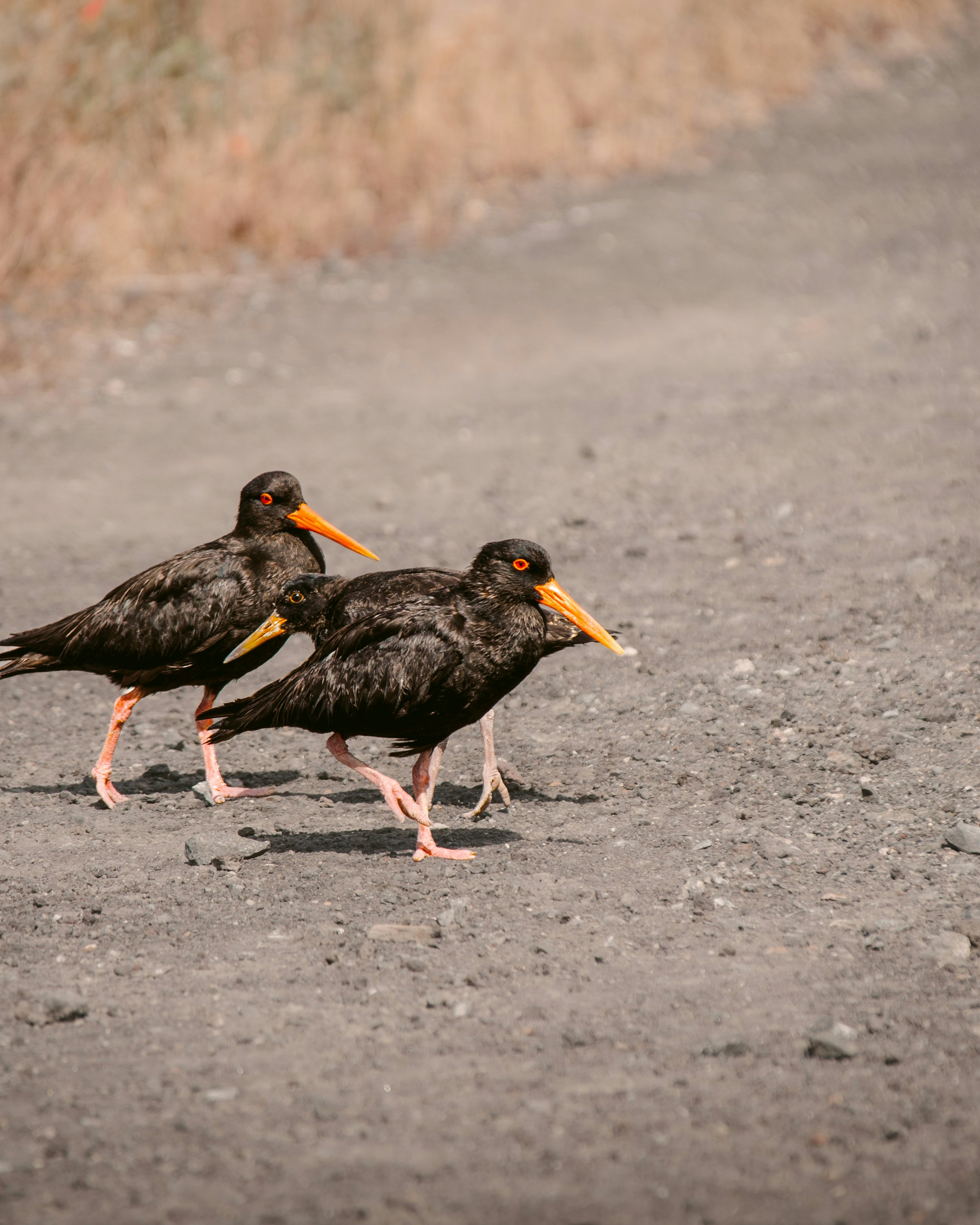 A group of birds walking across a dirt road photo – Free New zealand ...