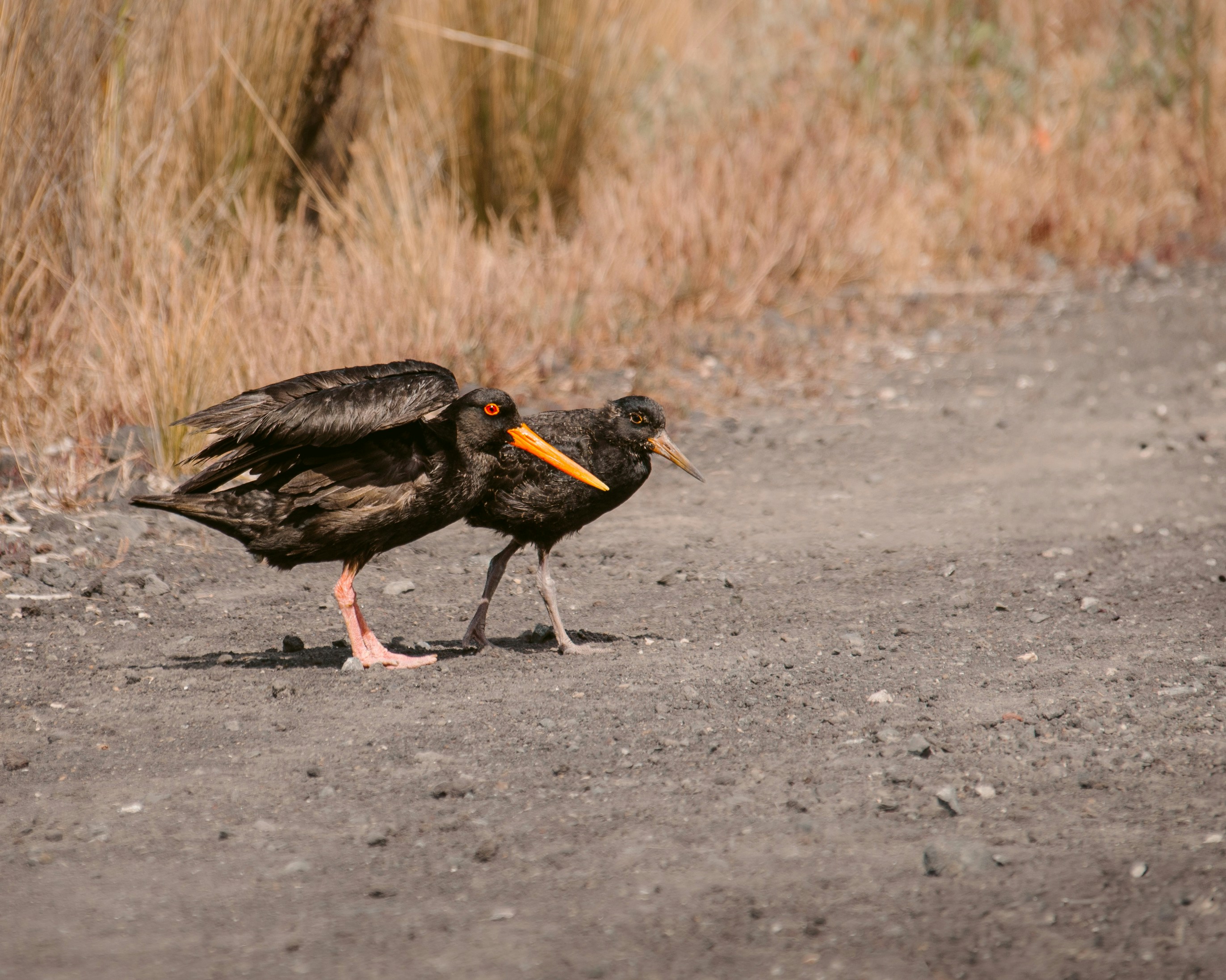 Gravel-Path Duet: Two Black Oystercatchers Walk a Bare Track