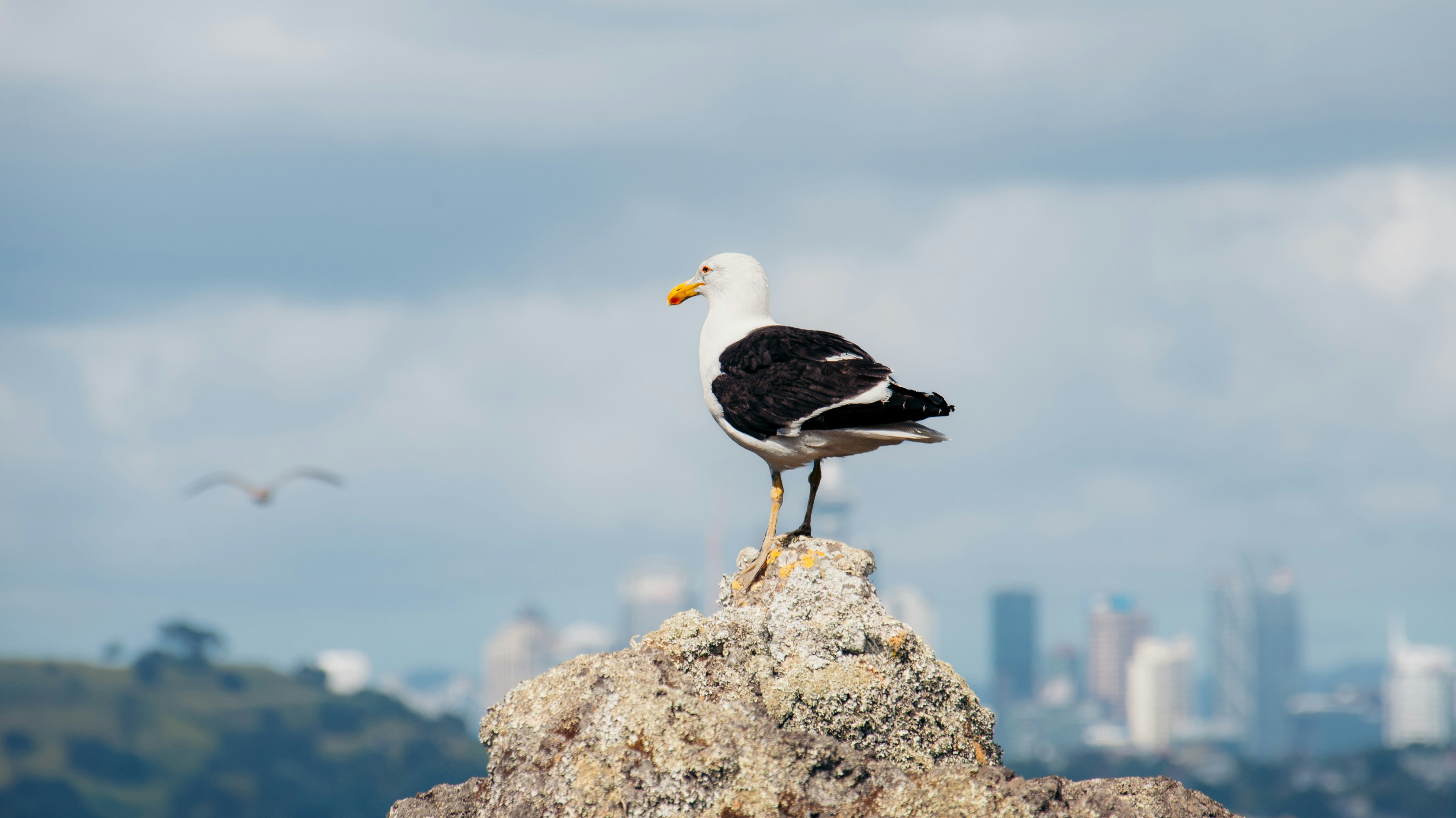 Seabird Sentinel on a Sea-Stack