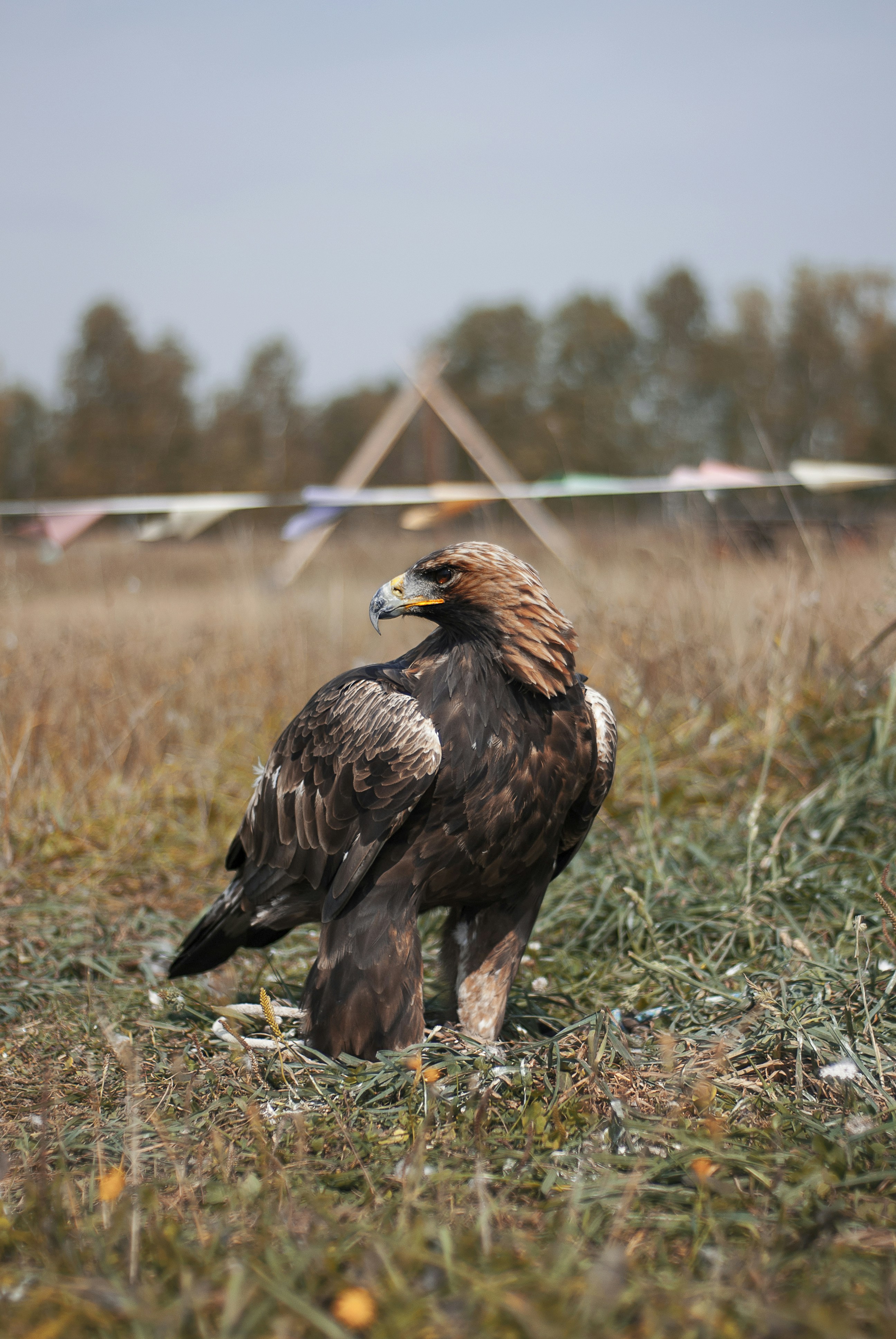 Raptor in autumn field: a close-up of a dark hawk against a blurred backdrop